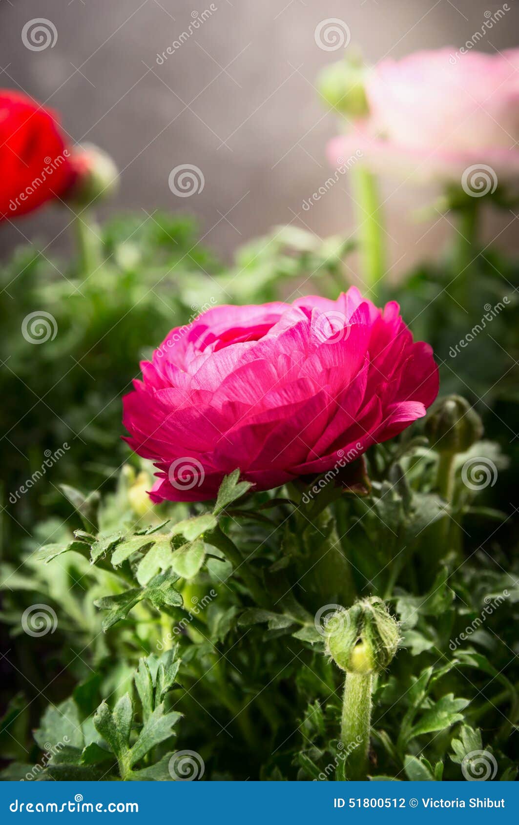 Buttercups Flowers, Close Up Stock Photo - Image of flora, gift: 51800512