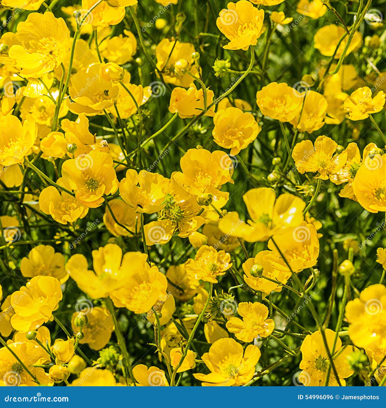 Buttercups stock photo. Image of yellow, heads, view - 54996096