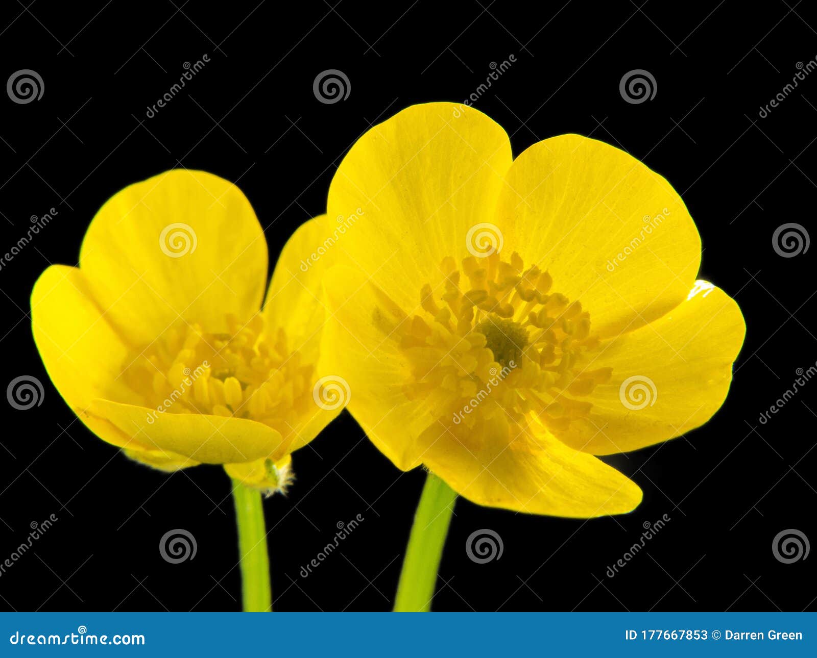 Buttercups Isolated Against a Black Background Stock Image - Image of ...