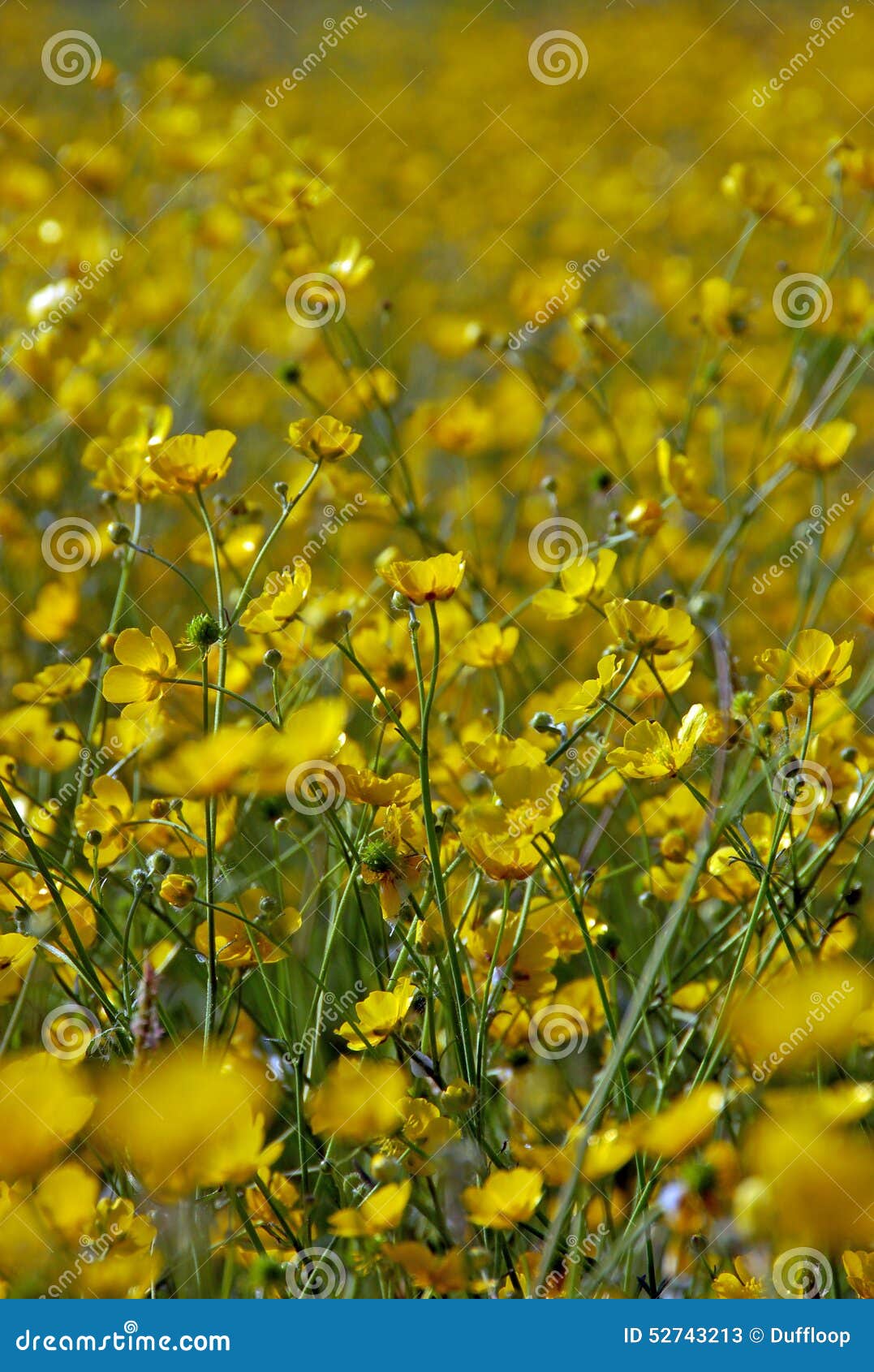 Buttercups stock image. Image of blurred, plant, leaf - 52743213