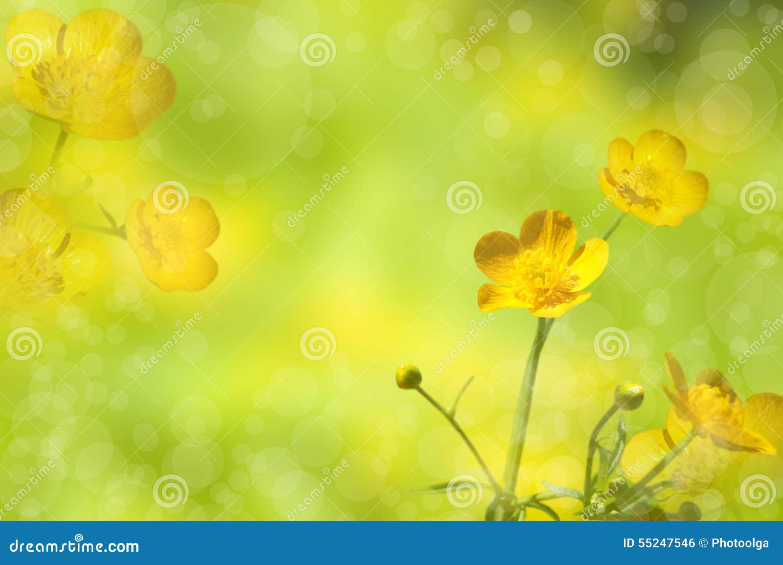 Buttercups. Yellow Wildflower Stock Photo - Image of flower, wildflower ...