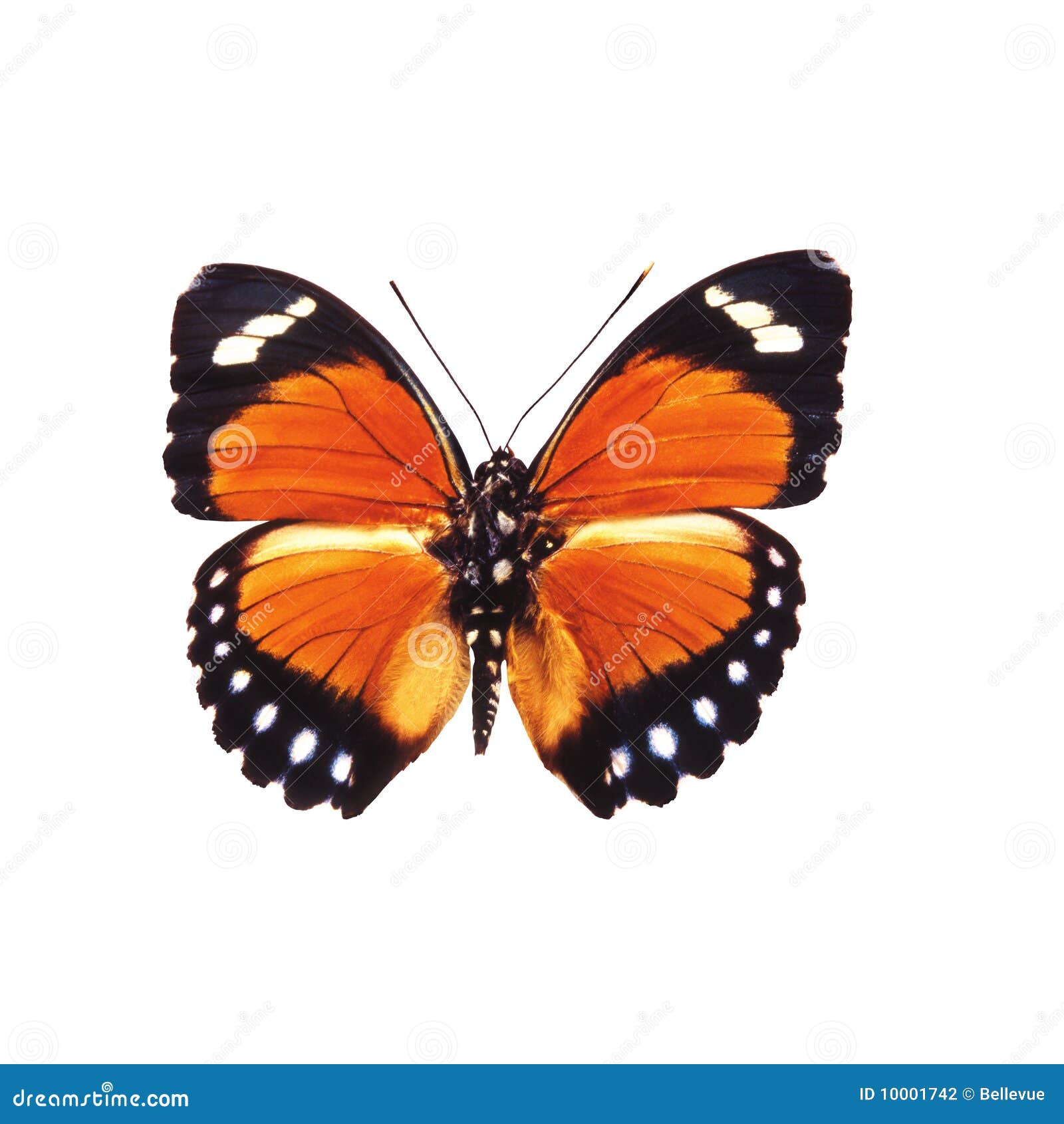 Butterffly isolated stock photo. Image of brown, insect - 10001742