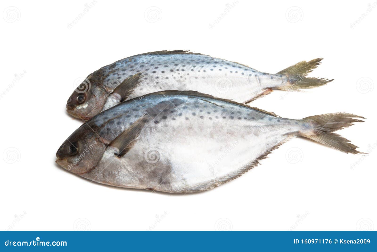 Butterfish isolated stock photo. Image of white, meal - 160971176