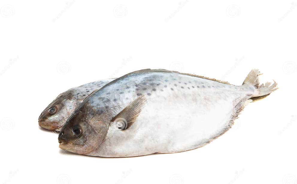 Butterfish isolated stock image. Image of marine, nature - 160971253