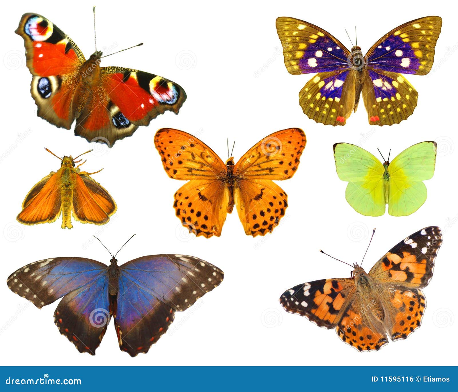 Butterflies stock photo. Image of flight, photograph - 11595116