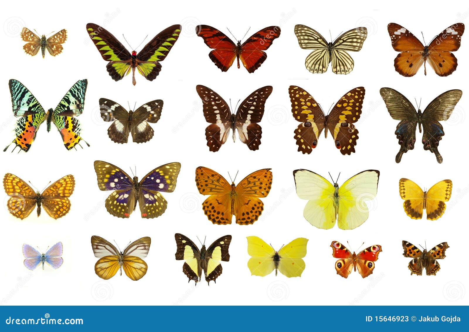 Butterflies stock image. Image of brown, pretty, cute - 15646923