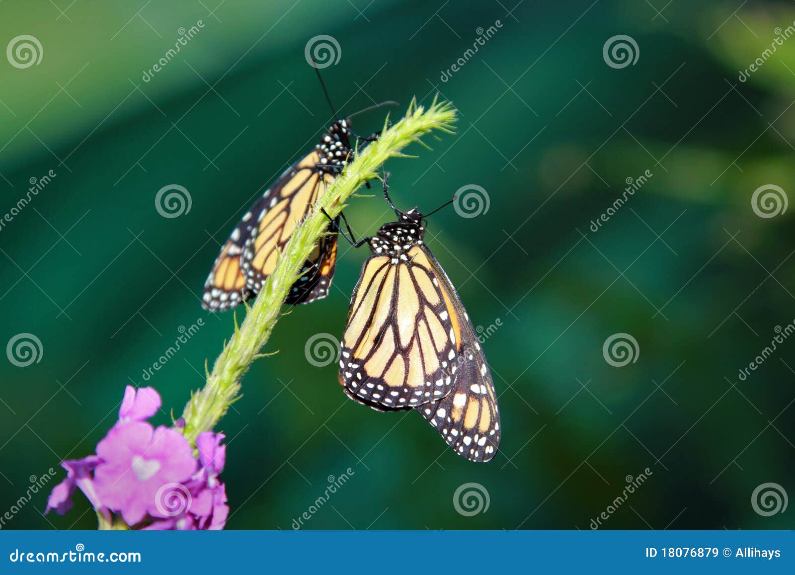 1,301 Butterflies Rest Stock Photos - Free & Royalty-Free Stock Photos ...