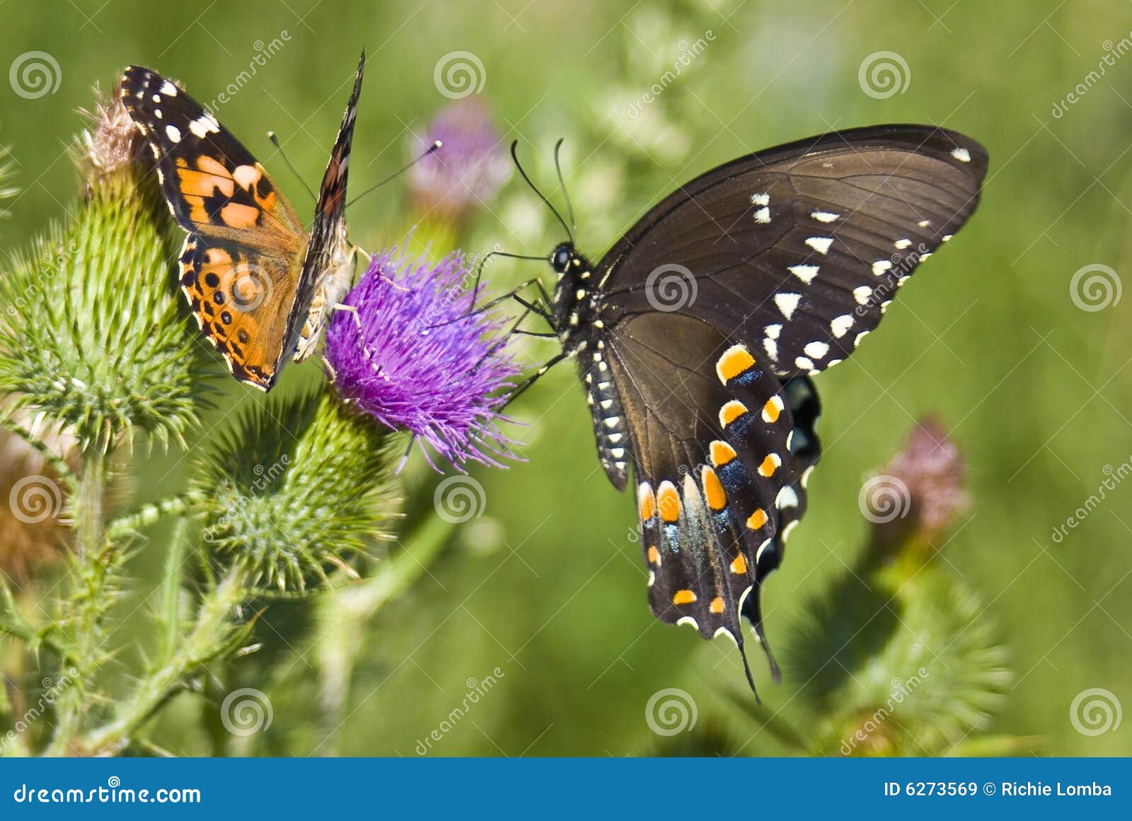 Butterflies stock image. Image of species, eating, beautiful - 6273569