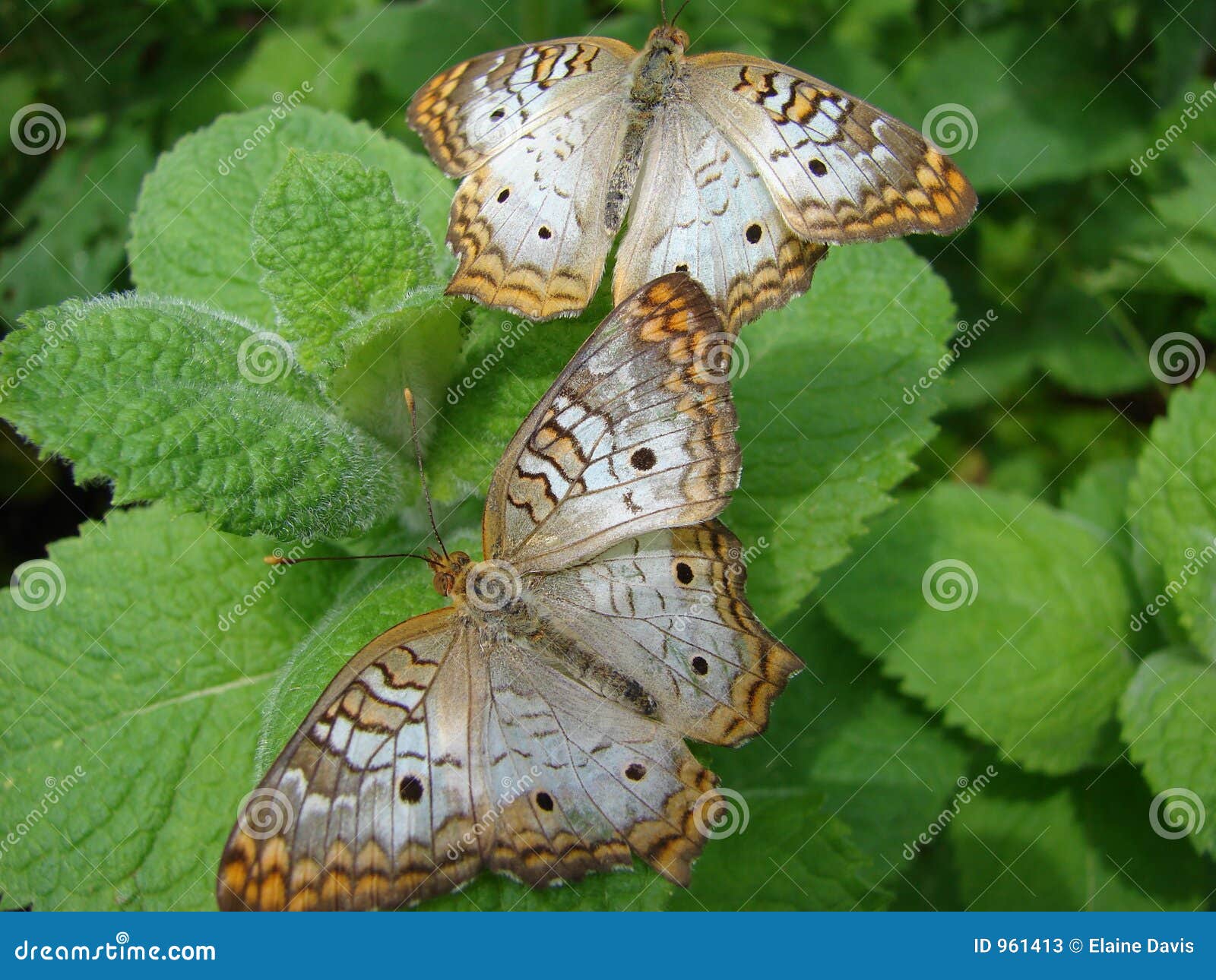 Brother Butterflies Stock Photos - Free & Royalty-Free Stock Photos ...