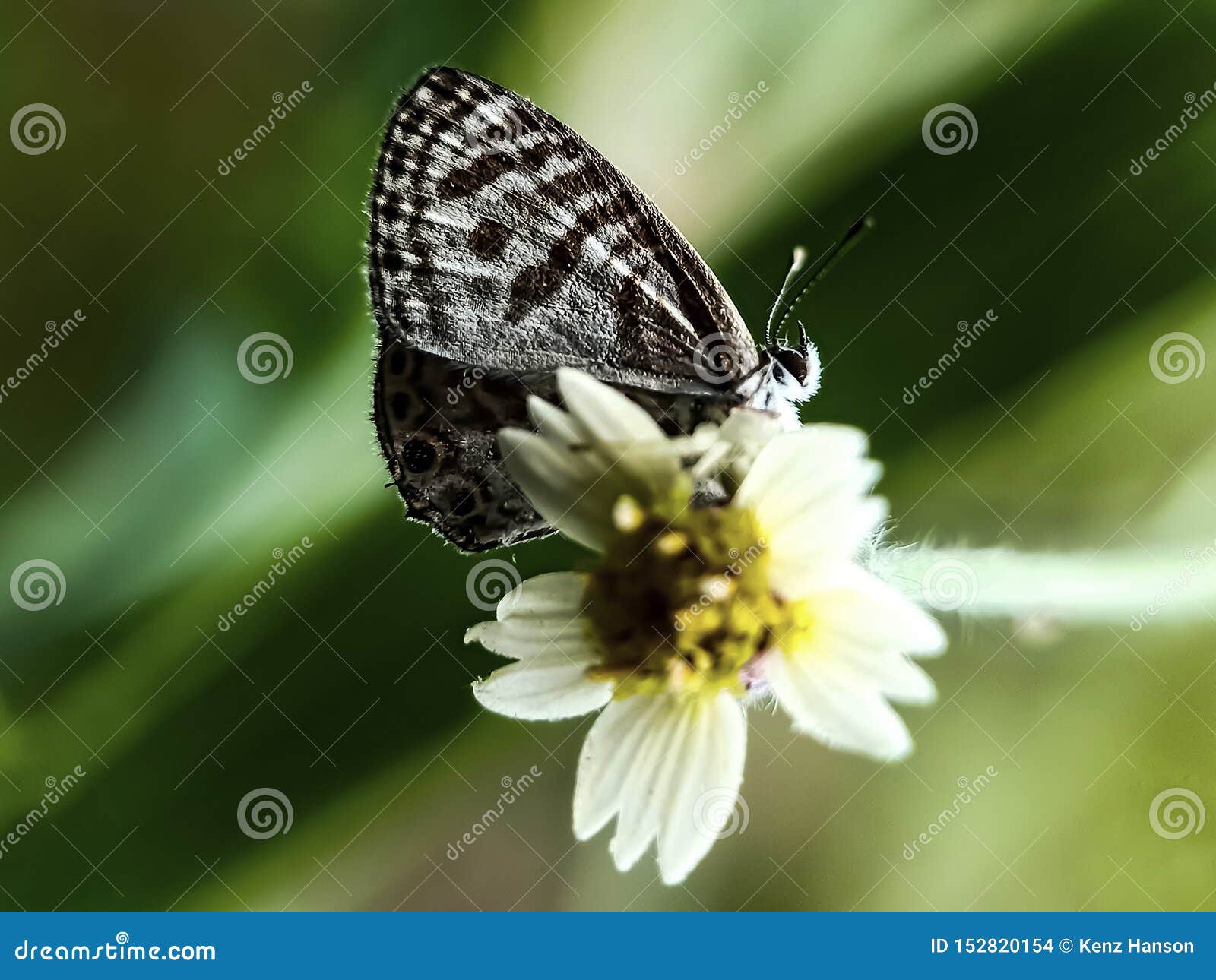 Butterfly stock photo. Image of butterfly, wildlife - 152820154