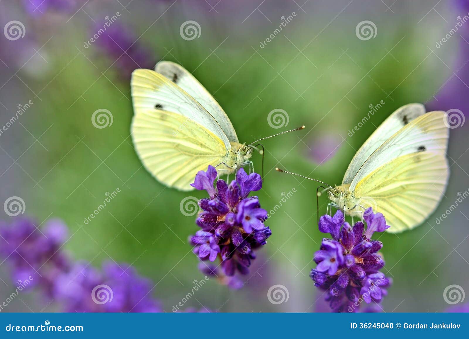 Butterflies on Beautiful Lavender Stock Photo - Image of beauty, flower ...