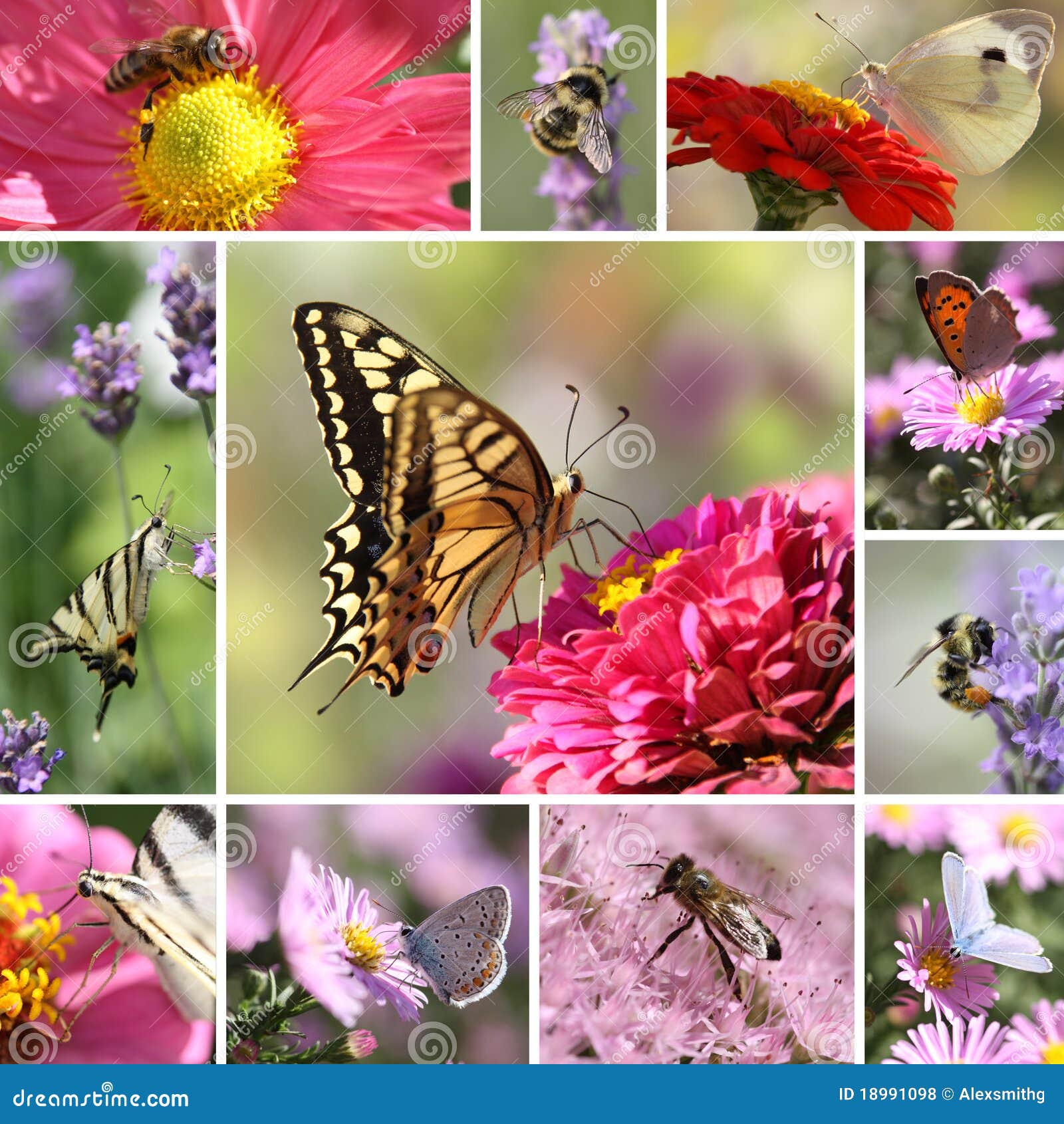 Butterflies and Bees Collage Stock Photo - Image of blossom, mosaic ...