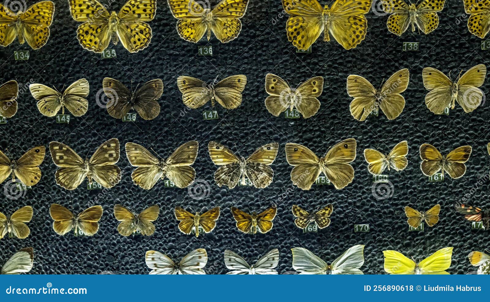 Butterflies Behind Glass. Large Collection of Dried Butterflies Stock ...
