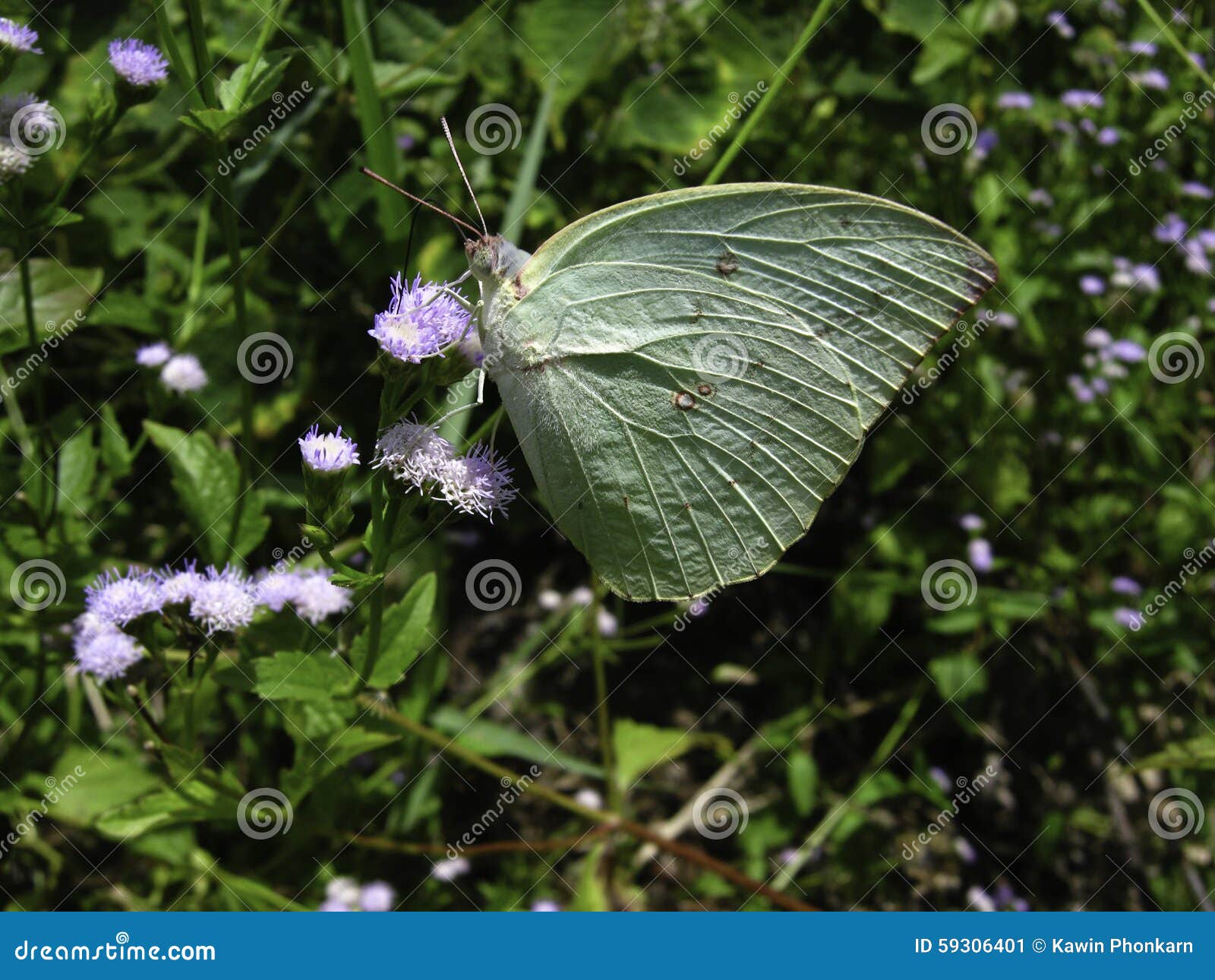 Butterflies stock image. Image of black, appealing, pattern - 59306401