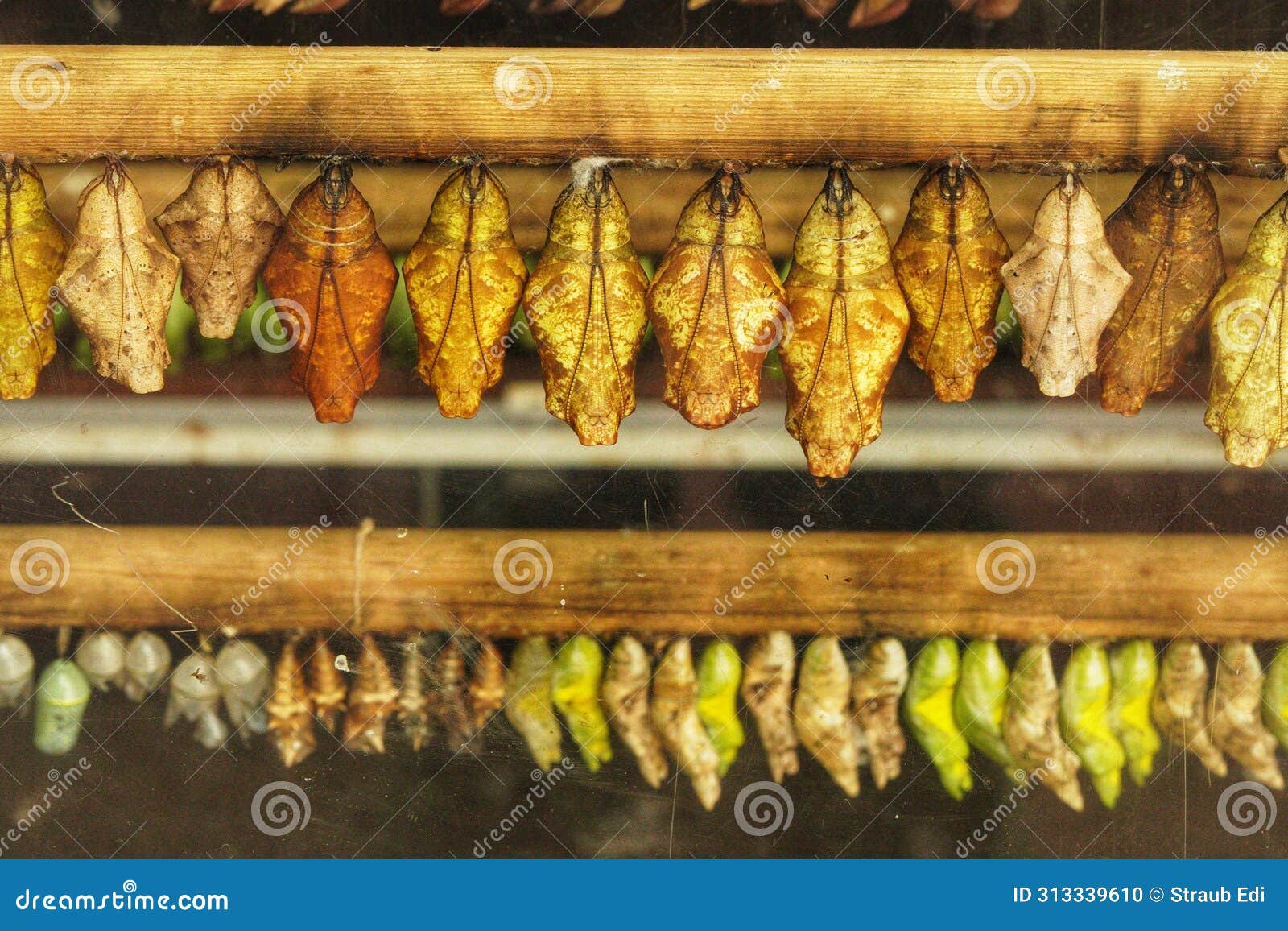 Butterflies Cocoons Prepared For Butterfly Farm. Different Types Of ...