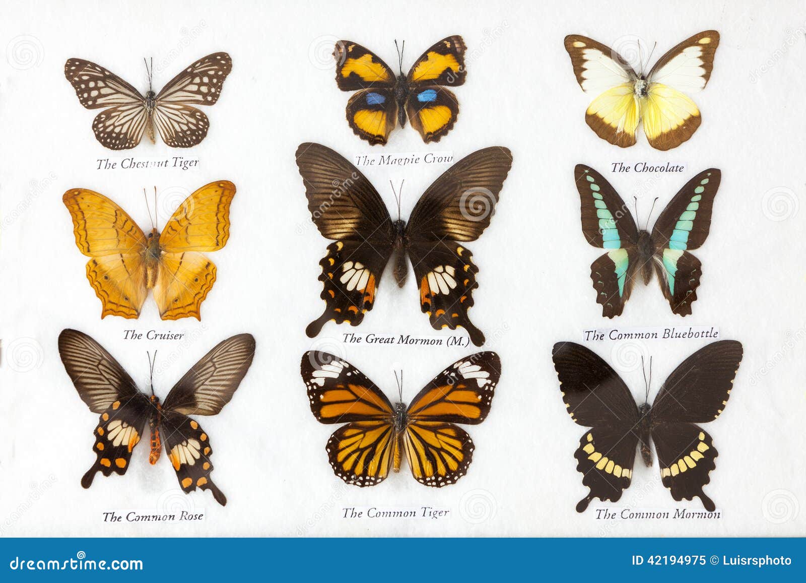 Butterflies collection stock image. Image of animals - 42194975