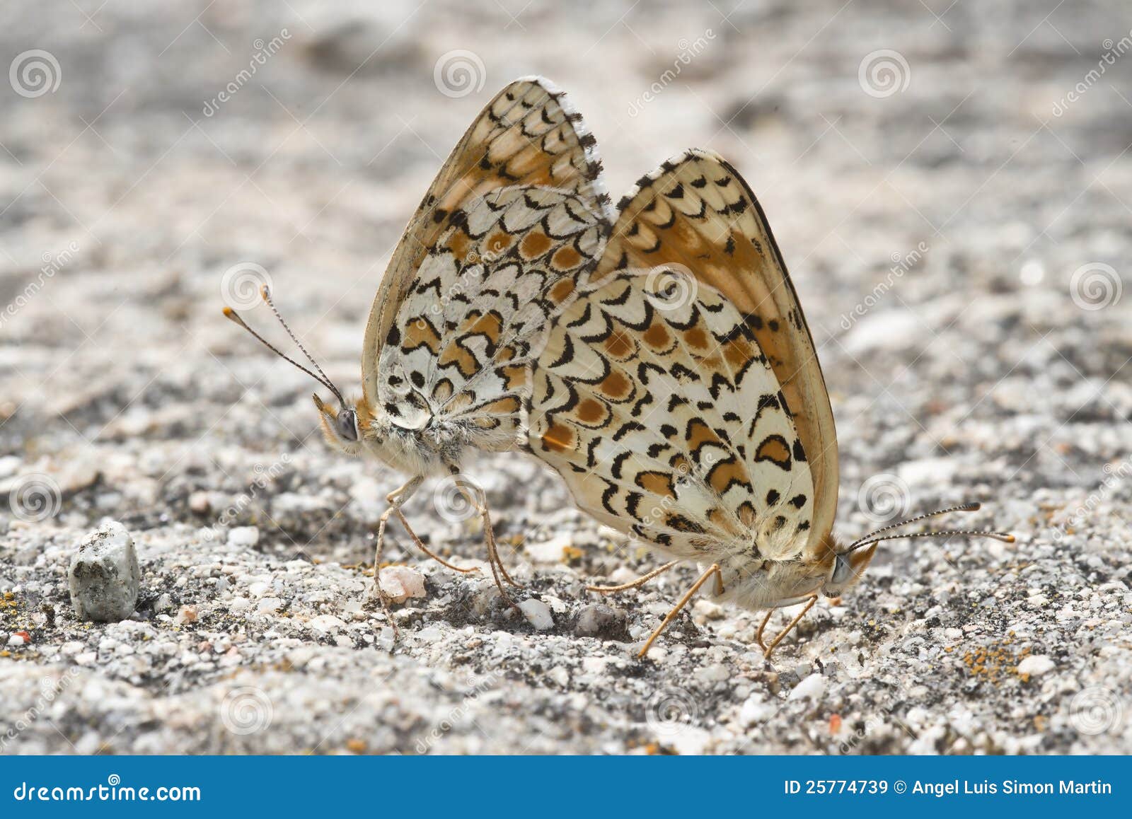 Butterflies copulating. stock image. Image of love, orange - 25774739