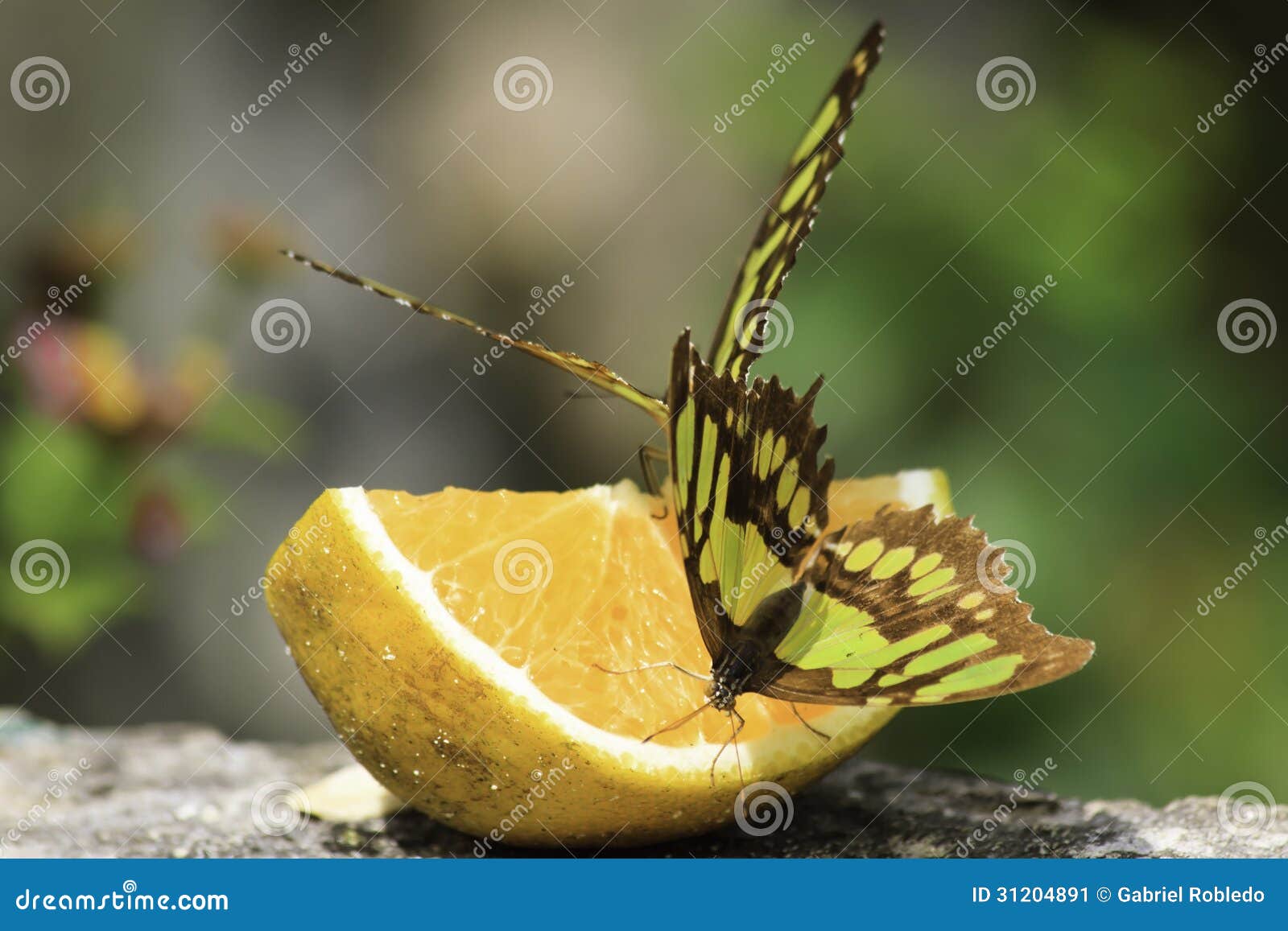 Butterflies stock image. Image of animals, eating, beverage - 31204891