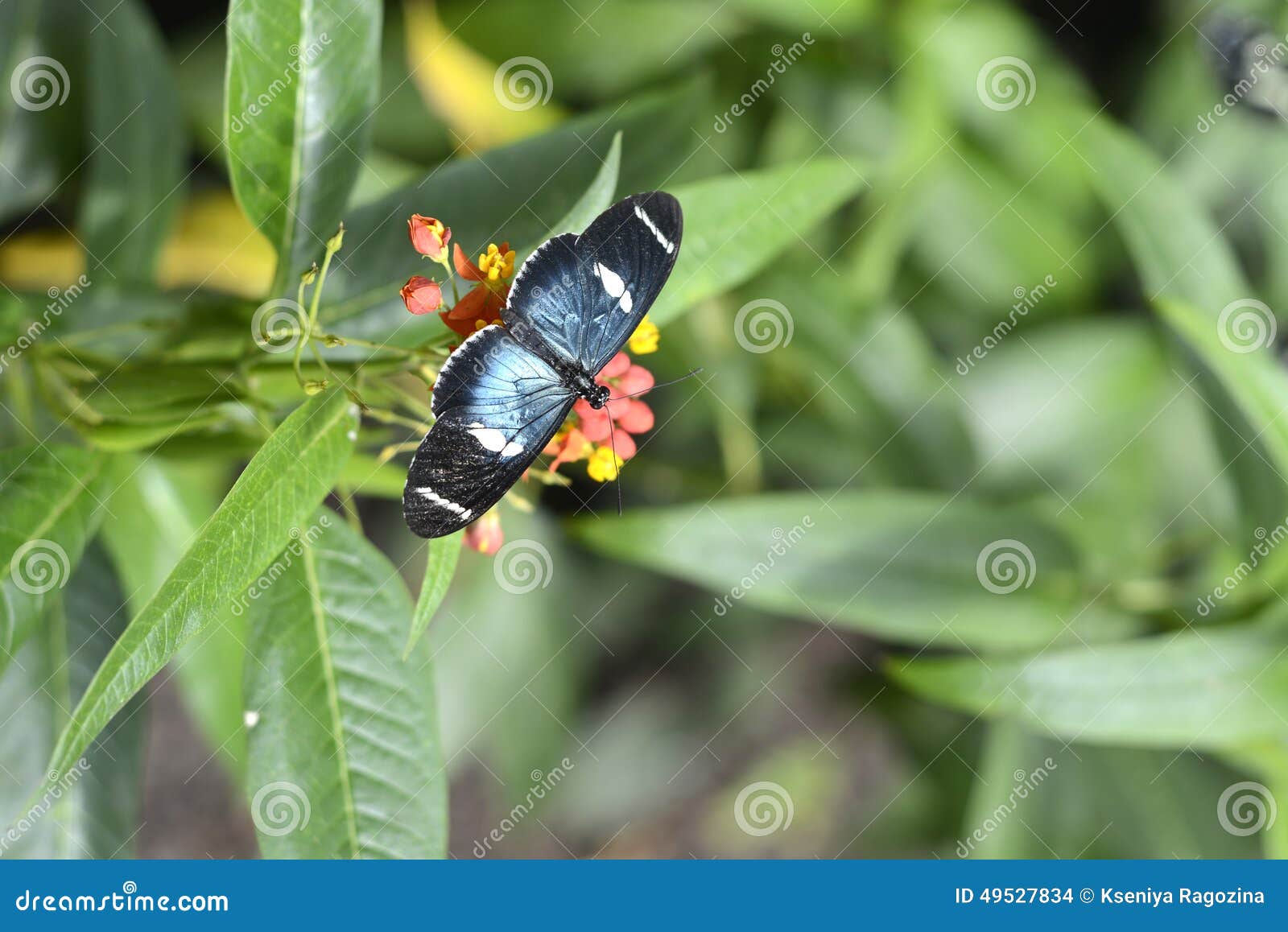 Butterflies, Ecuador stock photo. Image of cyclus, beginnings - 49527834