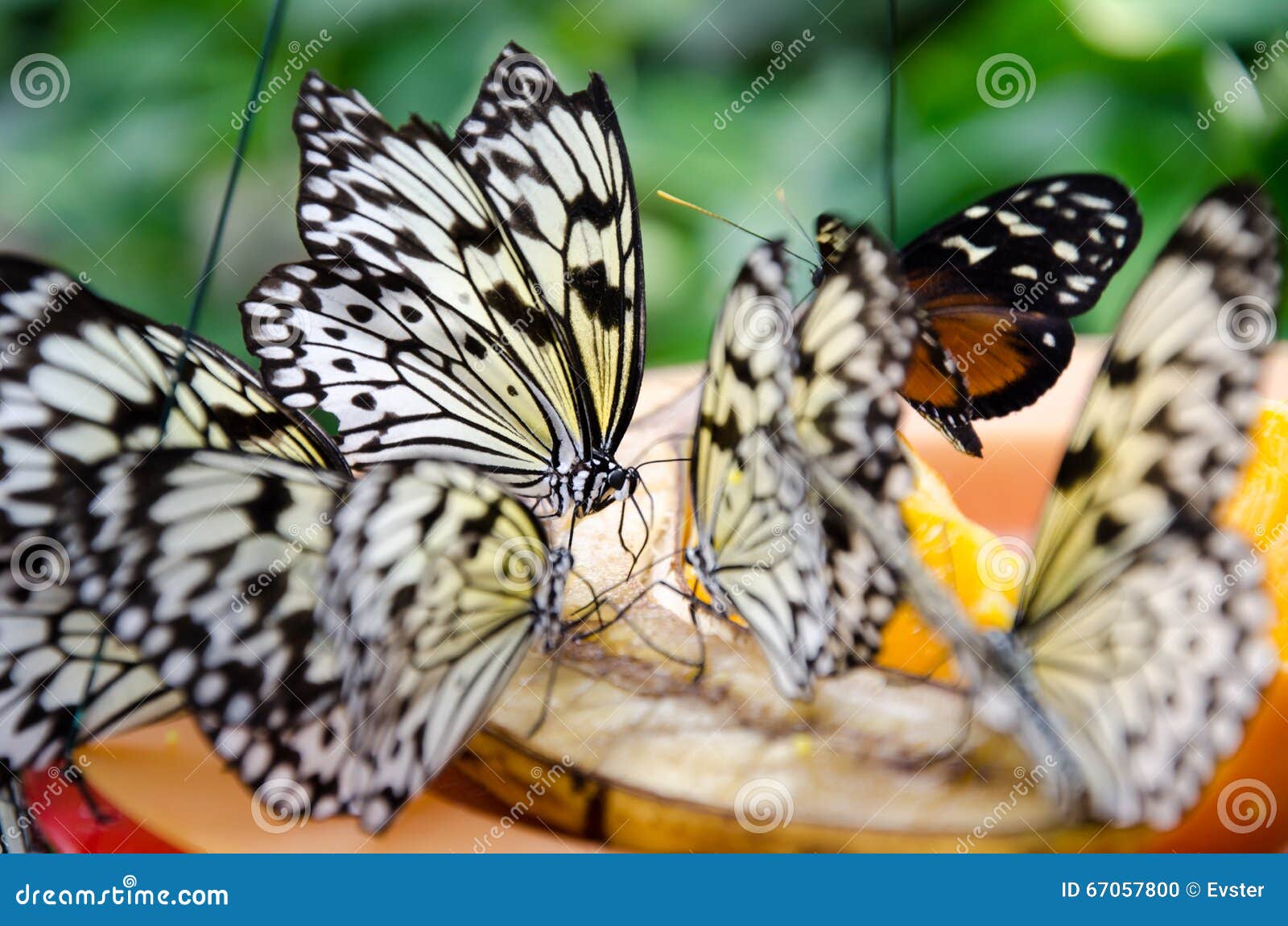 Butterflies Feeding stock photo. Image of nature, invertebrate - 67057800