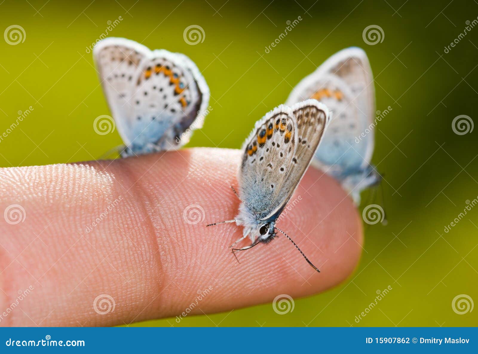 Butterflies on a finger stock photo. Image of vibrant - 15907862