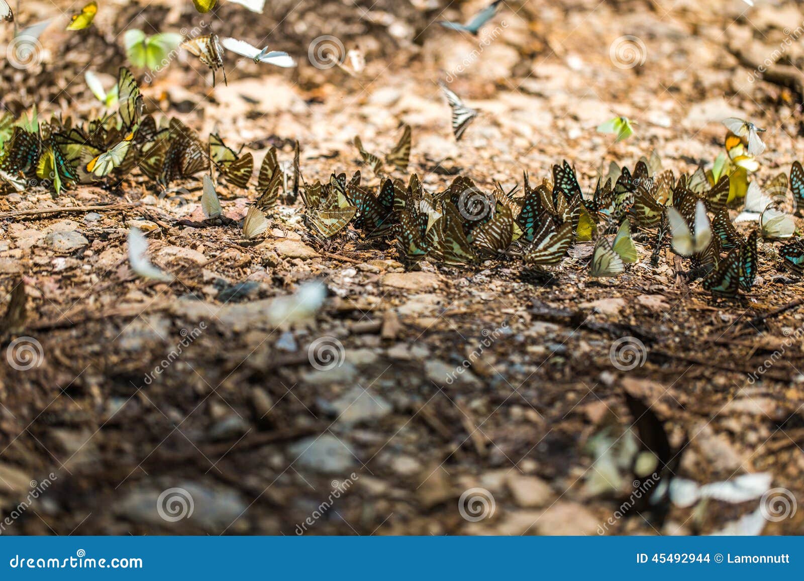 Butterflies flock stock photo. Image of flock, mountain - 45492944