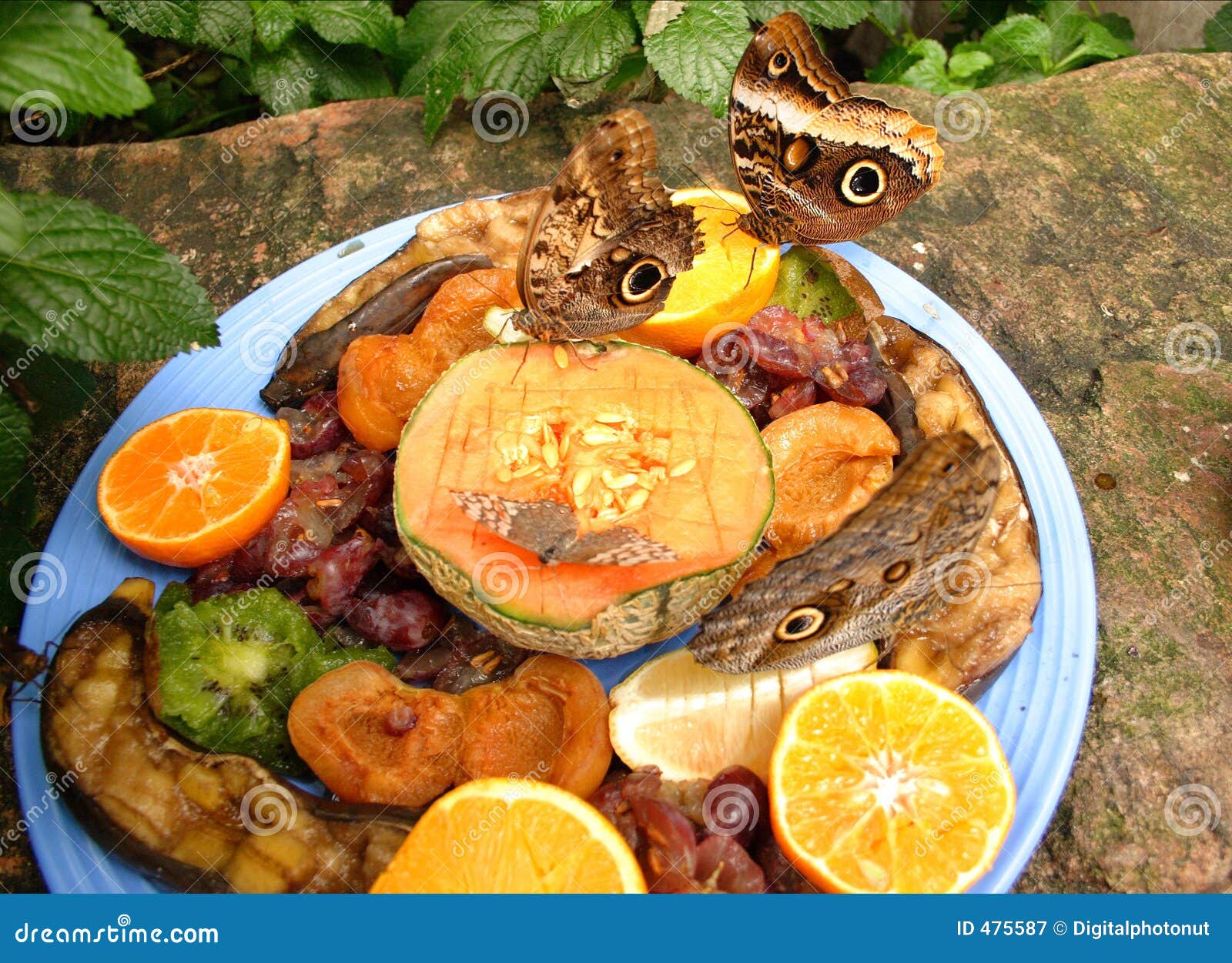 Butterflies Flock To Fruit stock image. Image of fruit - 475587