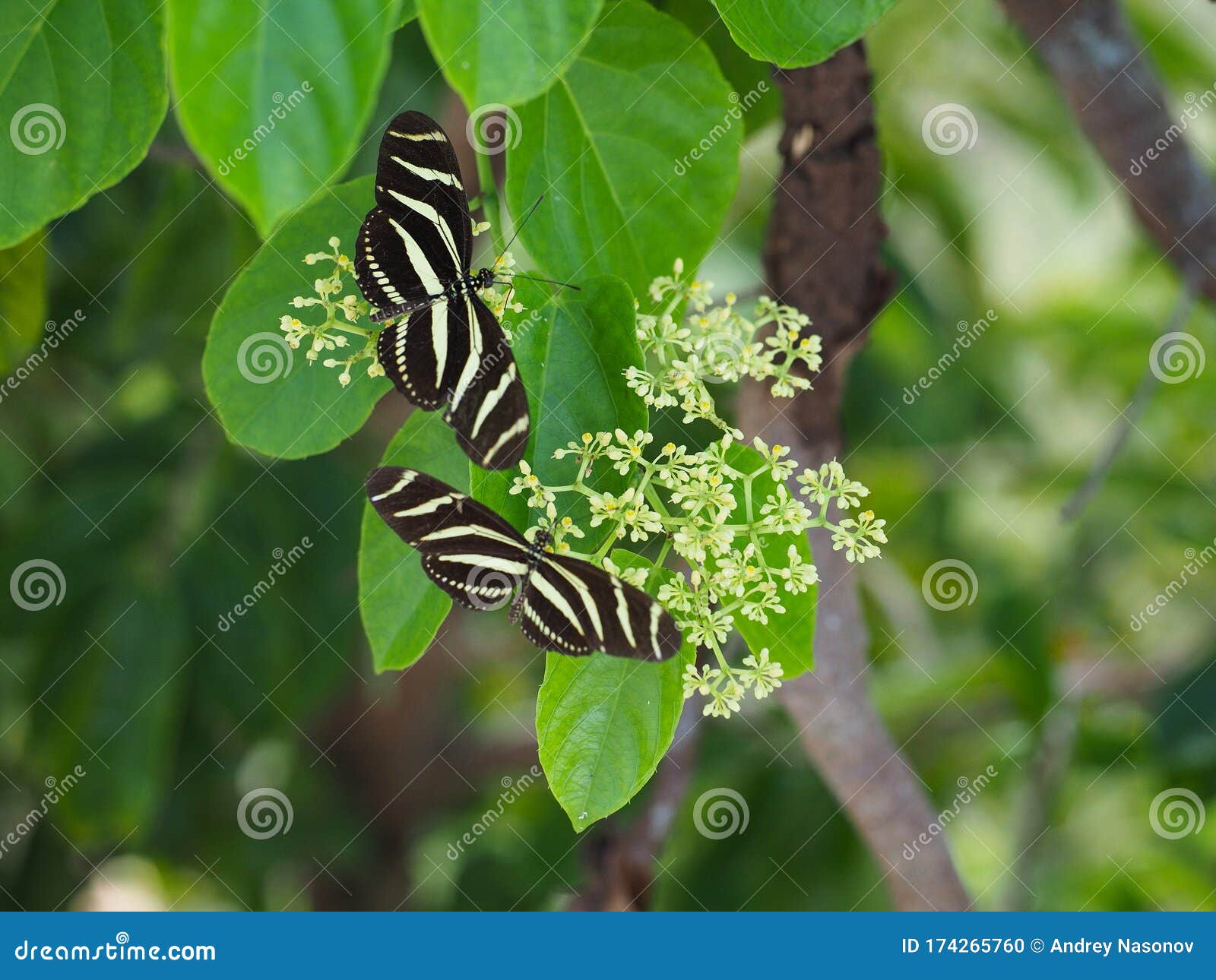 Butterflies on a Flowering Tree Stock Photo - Image of stripes, plant ...