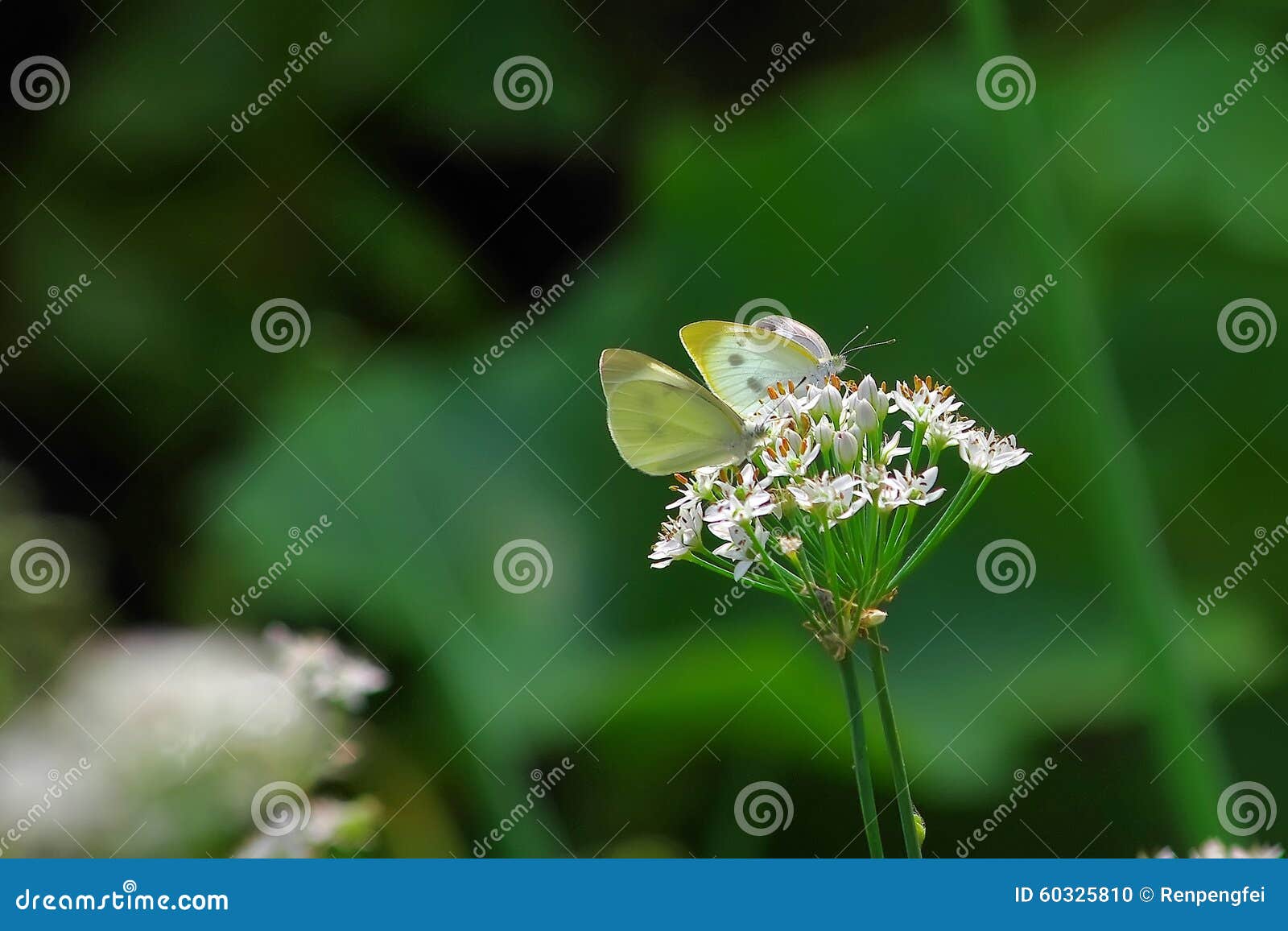 Butterflies fluttering stock photo. Image of blur, leaf - 60325810