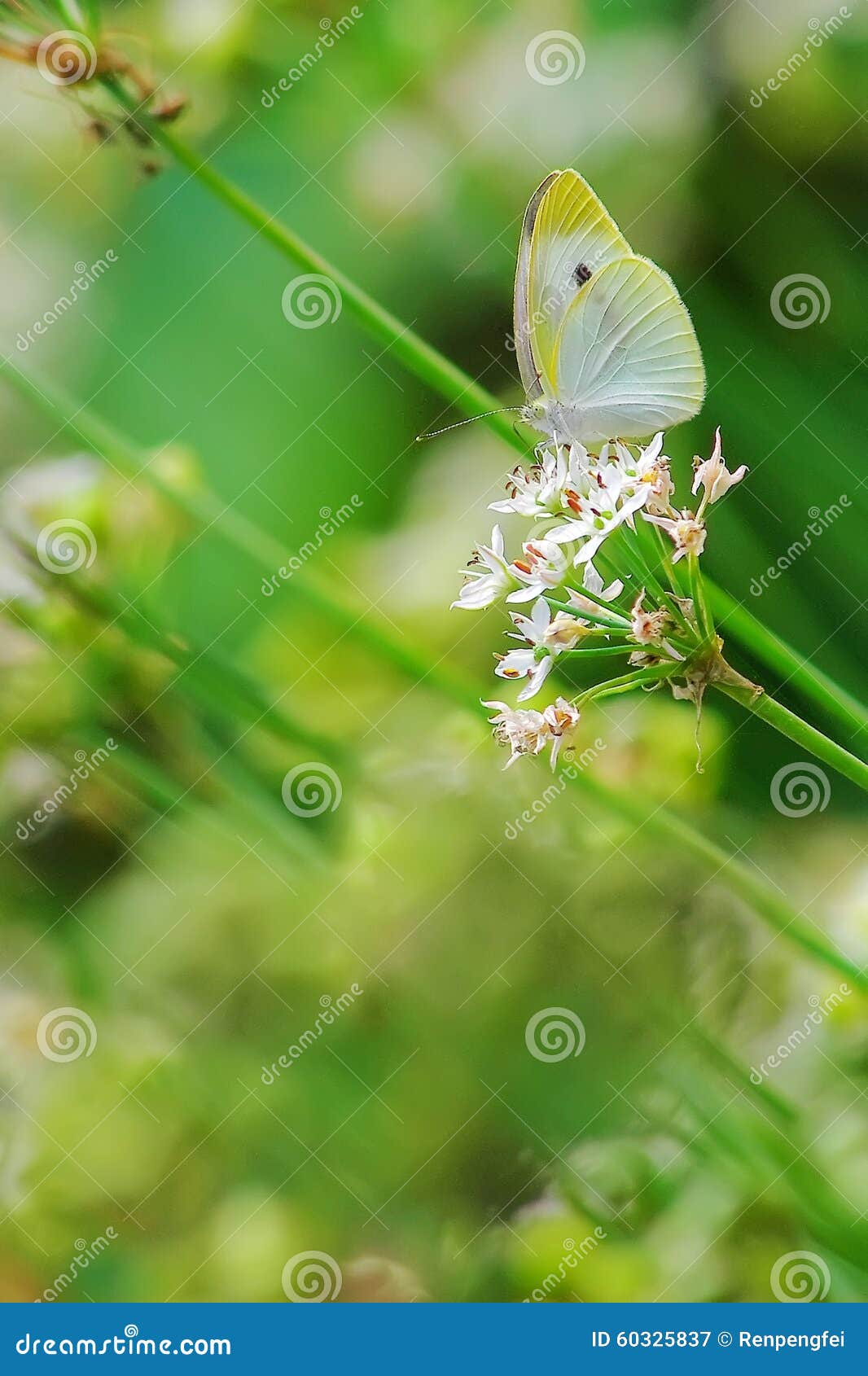 Butterflies fluttering stock image. Image of grass, green - 60325837
