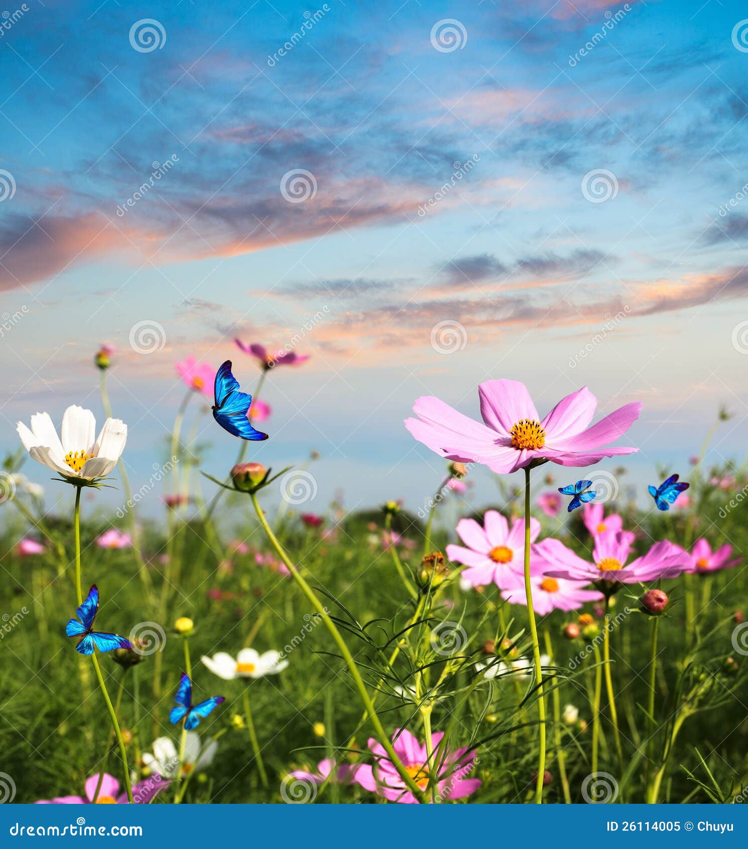 Butterflies Flying in the Flowers Stock Image - Image of gerbera ...
