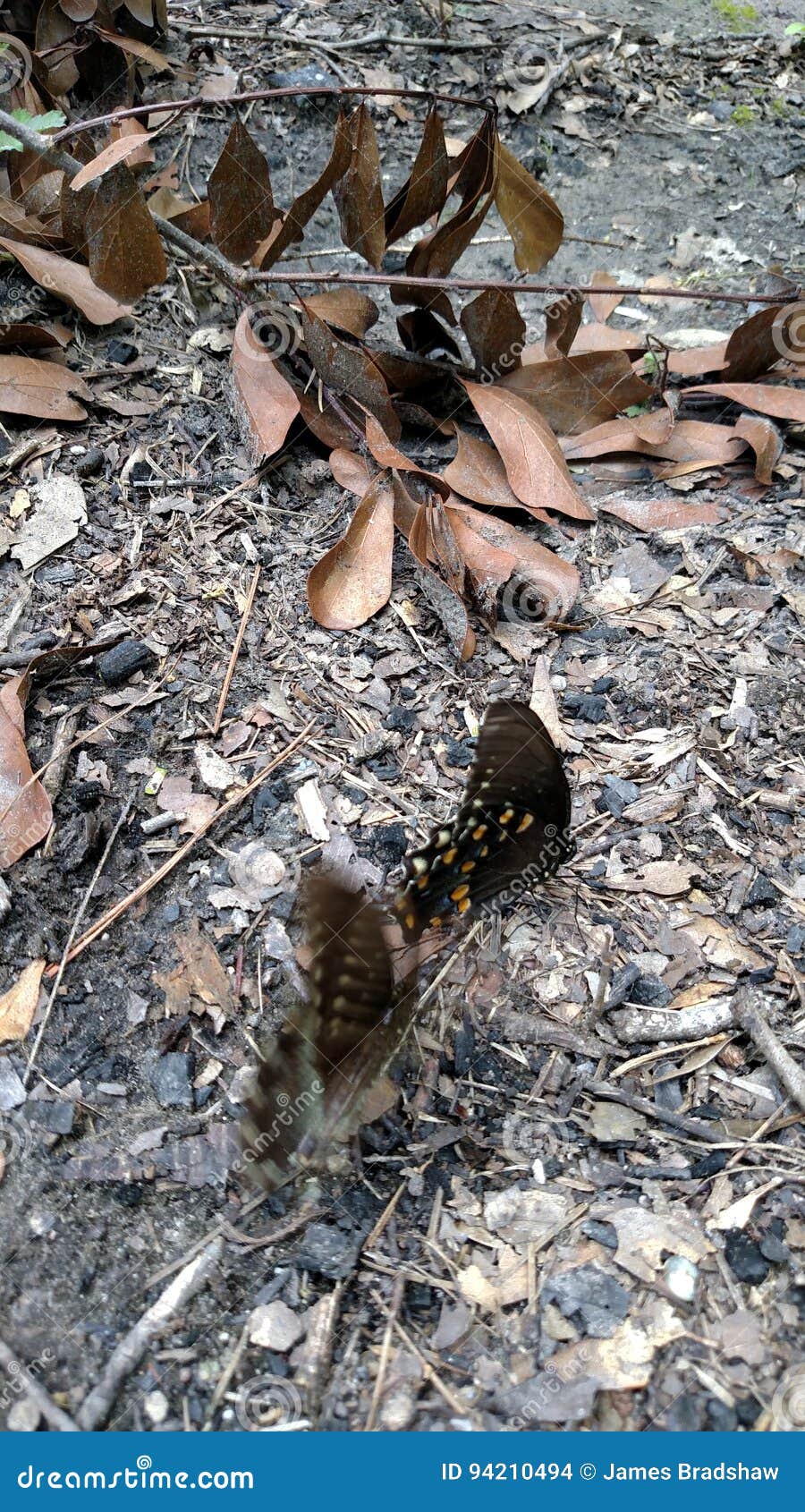 2 butterflies stock photo. Image of together, small, butterflies - 94210494