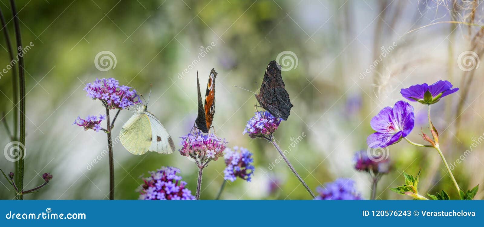 Butterflies on Garden Flowers Stock Image - Image of butterfly, focus ...
