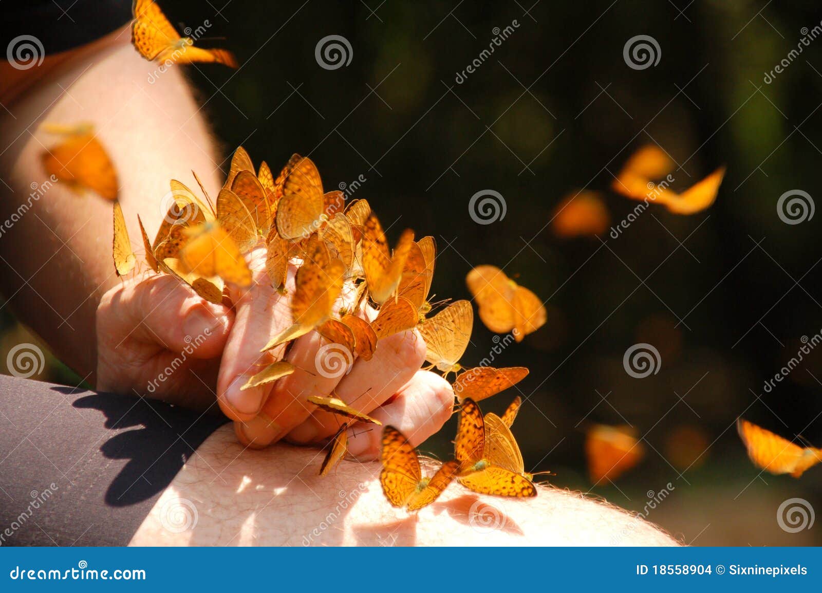 Butterflies on hand stock photo. Image of heart, freedom - 18558904