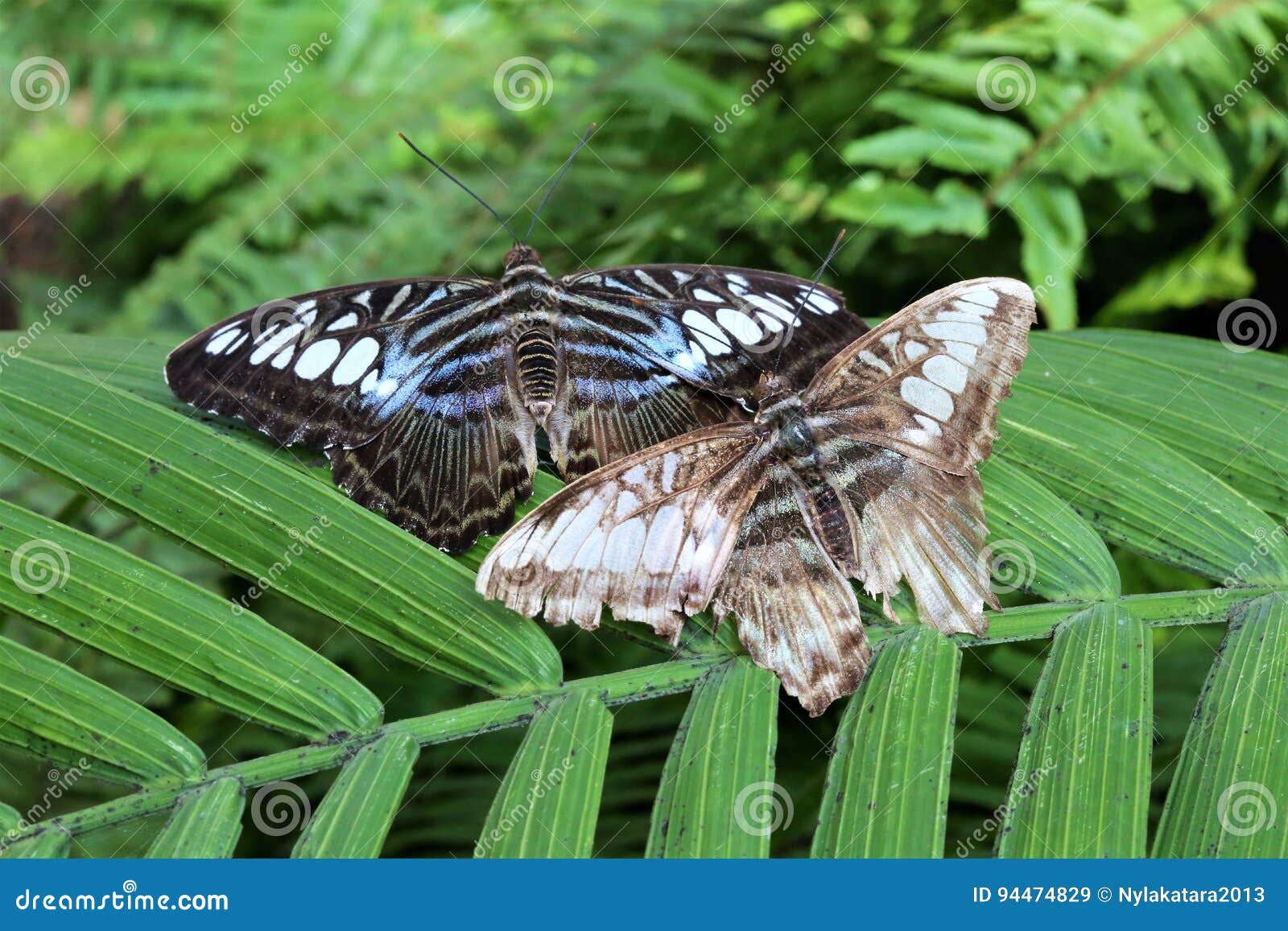 Butterflies stock image. Image of plants, scaly, vegetation - 94474829