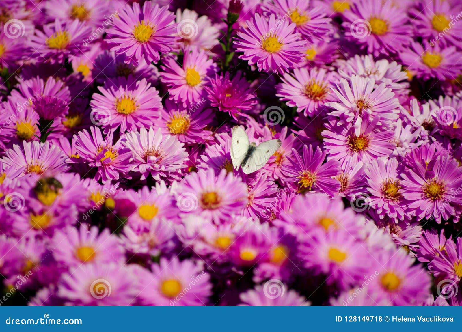 Butterfly on flowers stock photo. Image of pink, beetles - 128149718