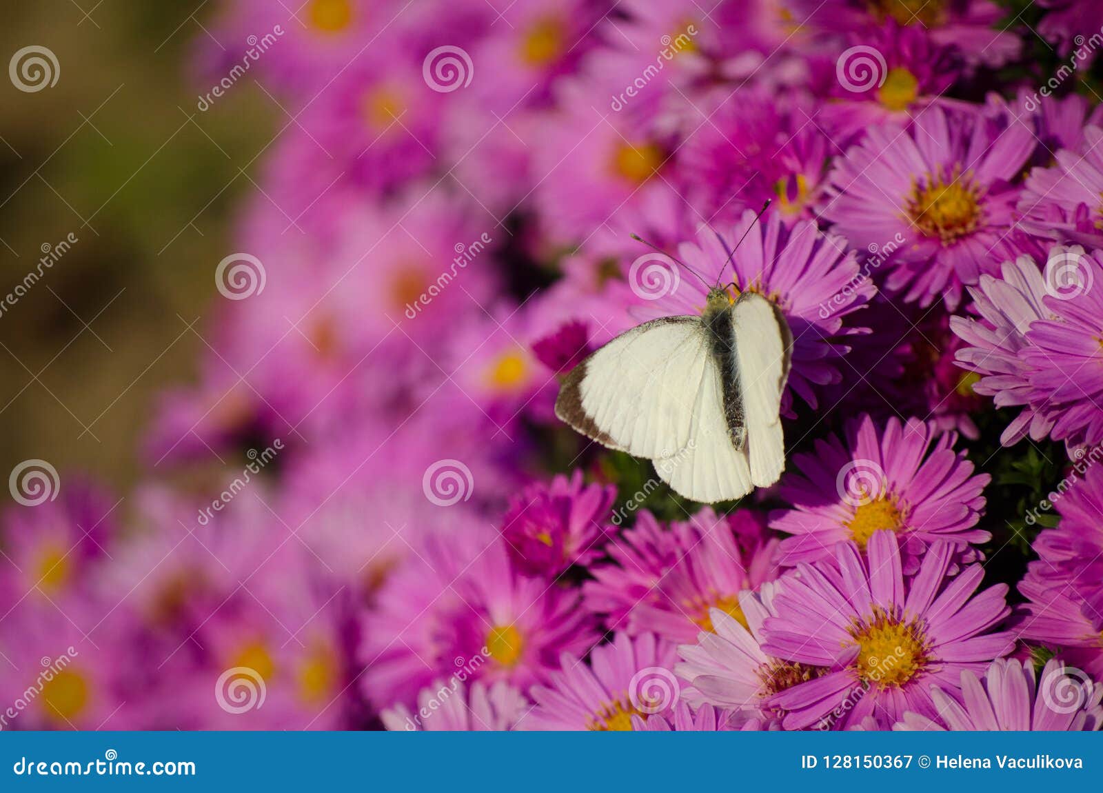 Butterfly on flowers stock image. Image of beautiful - 128150367
