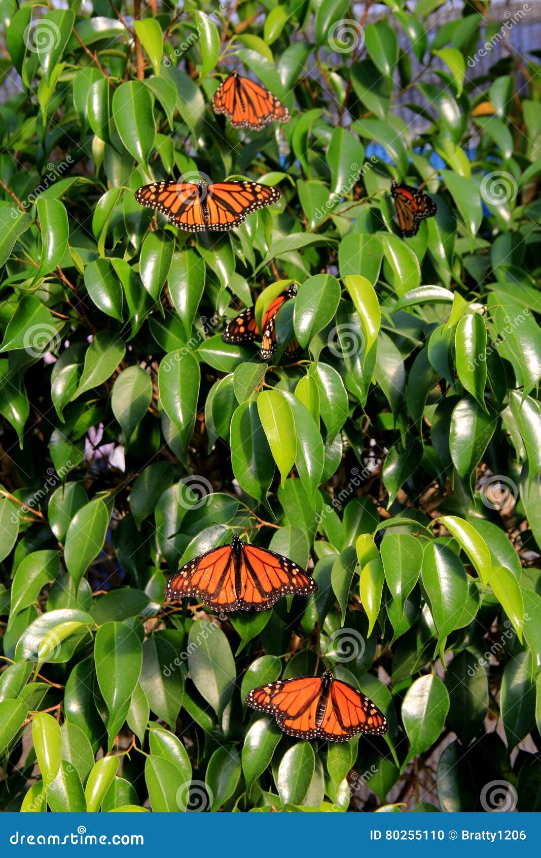 Butterflies on Lush Branches of Green Shrub Stock Photo - Image of ...