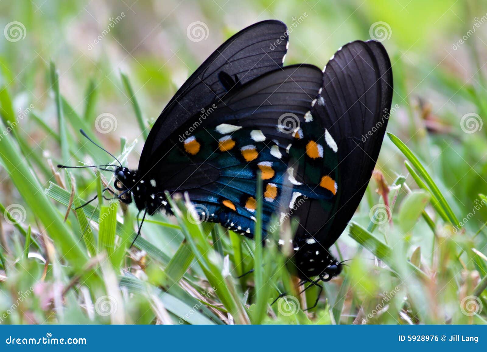 Butterflies Mating stock photo. Image of wildlife, beauty - 5928976