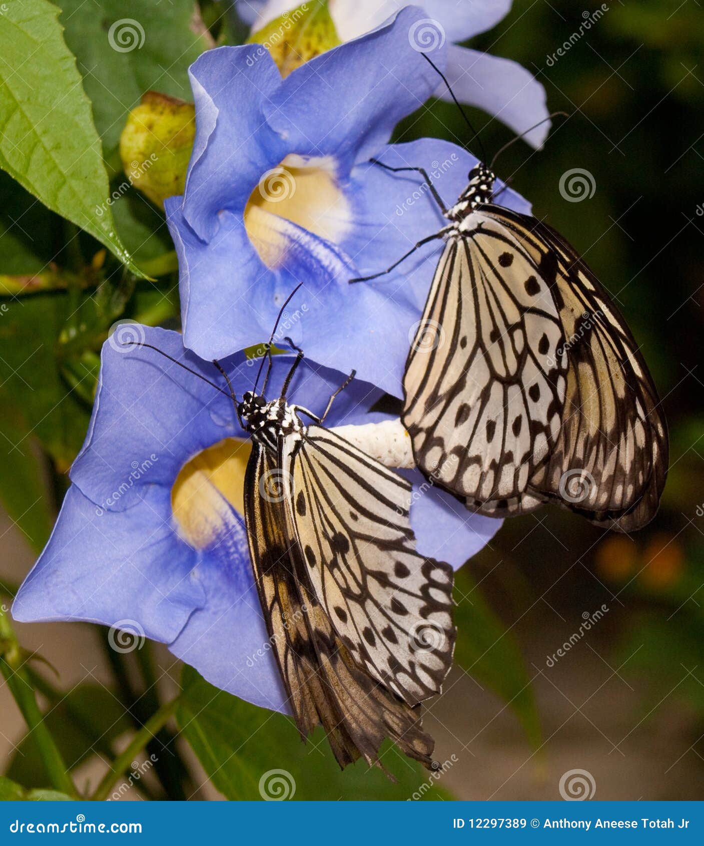 Butterflies Mating on Flower Stock Image - Image of wildlife, leaf ...