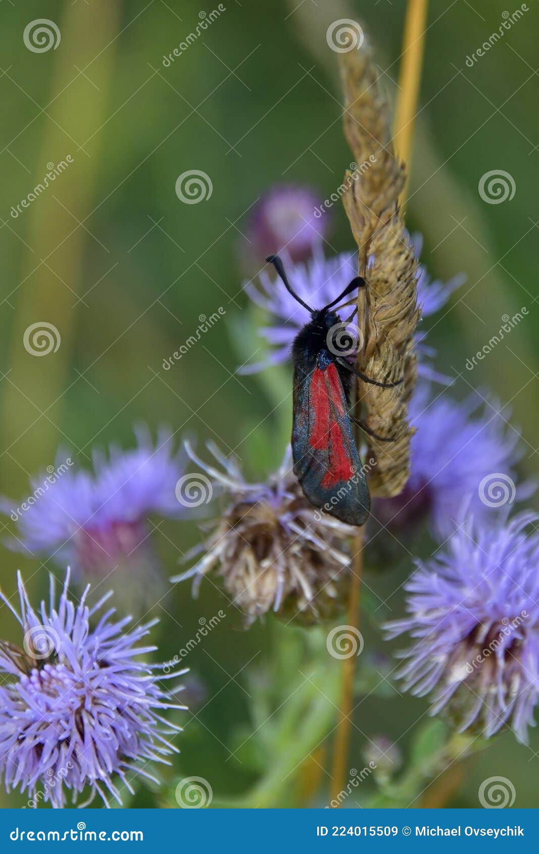 Butterflies Moths on a Warm Summer Day Stock Image - Image of butterfly ...