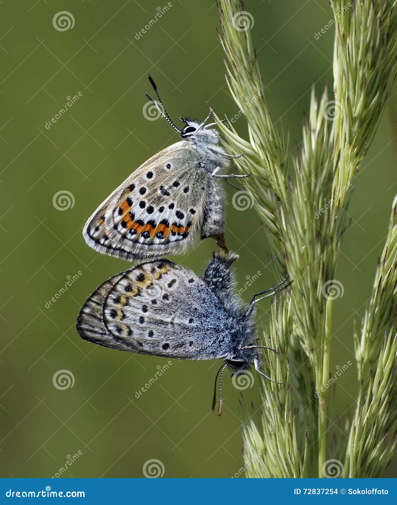 Butterflies in the nature stock photo. Image of natural - 72837254