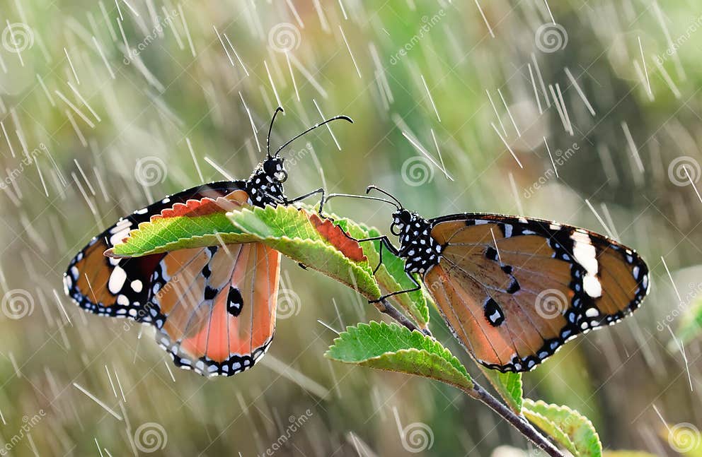 Butterflies in the rain stock photo. Image of environmental - 19177756
