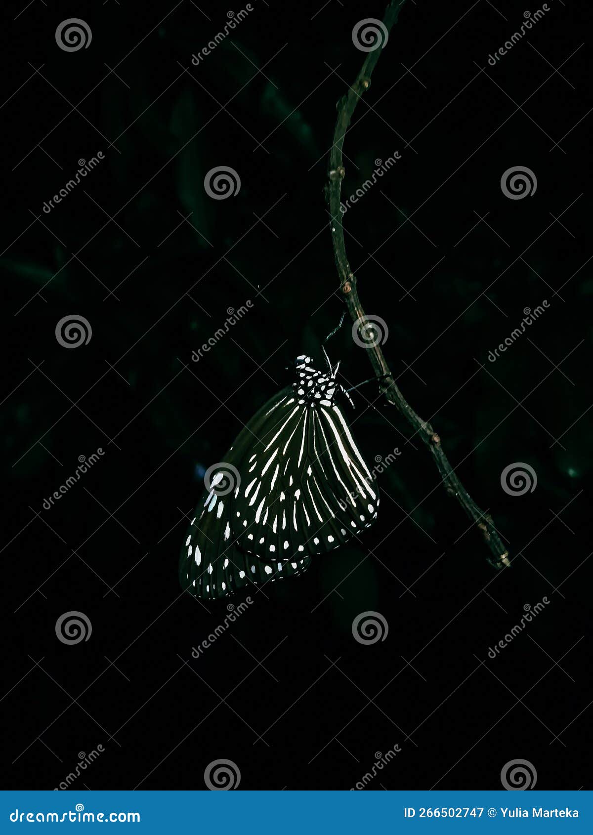 Butterflies Reach at Night in Mango Trees Stock Image - Image of ...