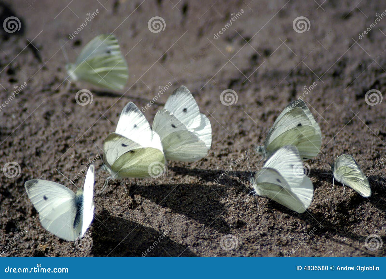 Butterflies on sand stock photo. Image of butterflies - 4836580