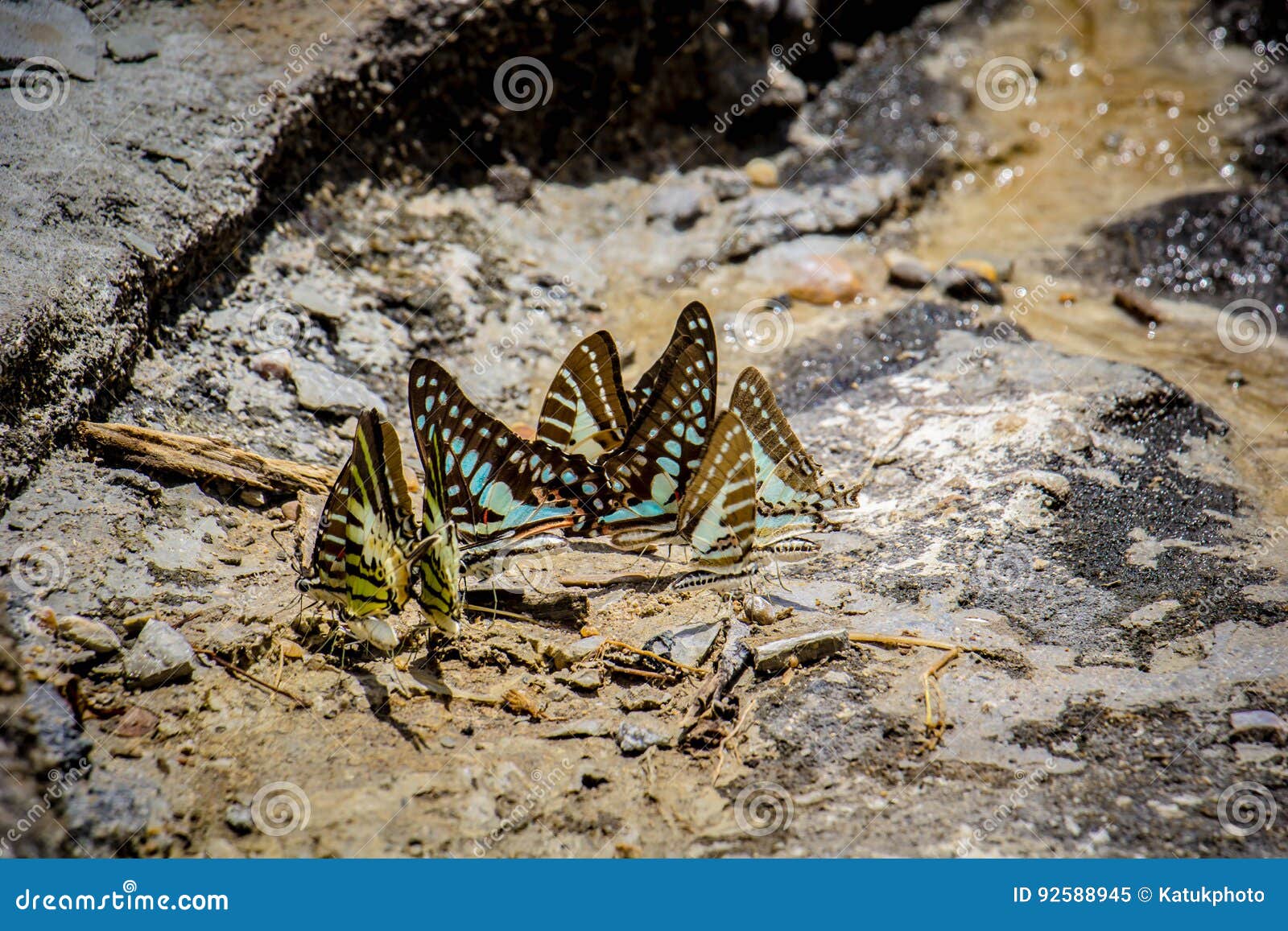 Butterflies Swarm Eats the Minerals in the Soil Stock Image - Image of ...