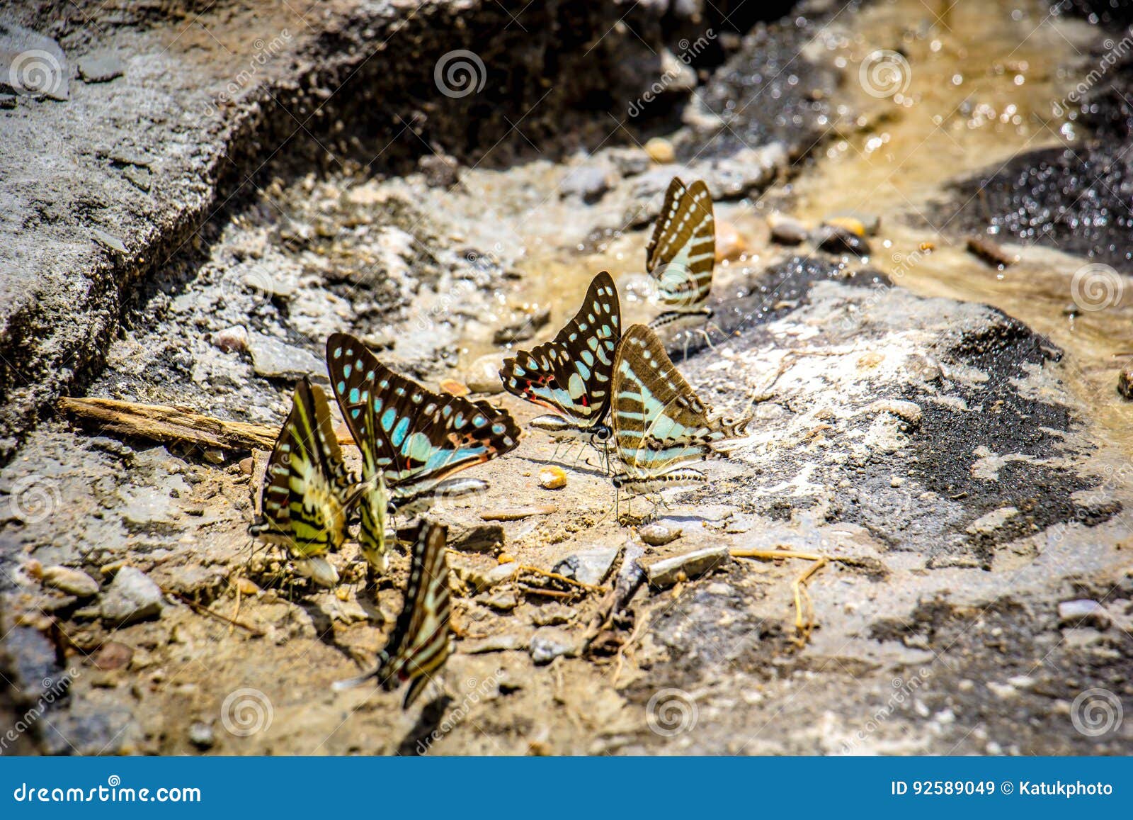 Butterflies Swarm Eats the Minerals in the Soil Stock Image - Image of ...