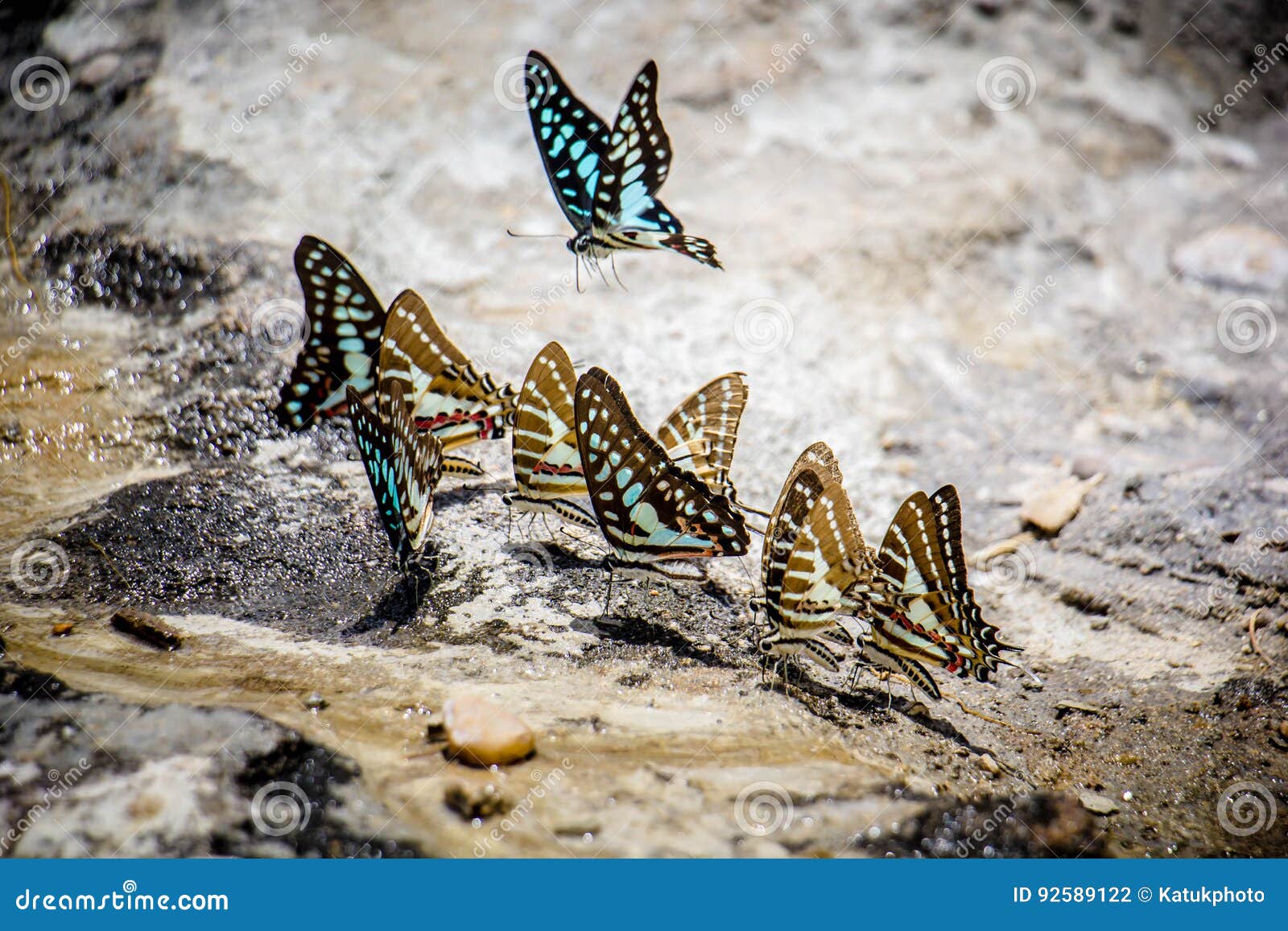 Butterflies Swarm Eats the Minerals in the Soil Stock Photo - Image of ...