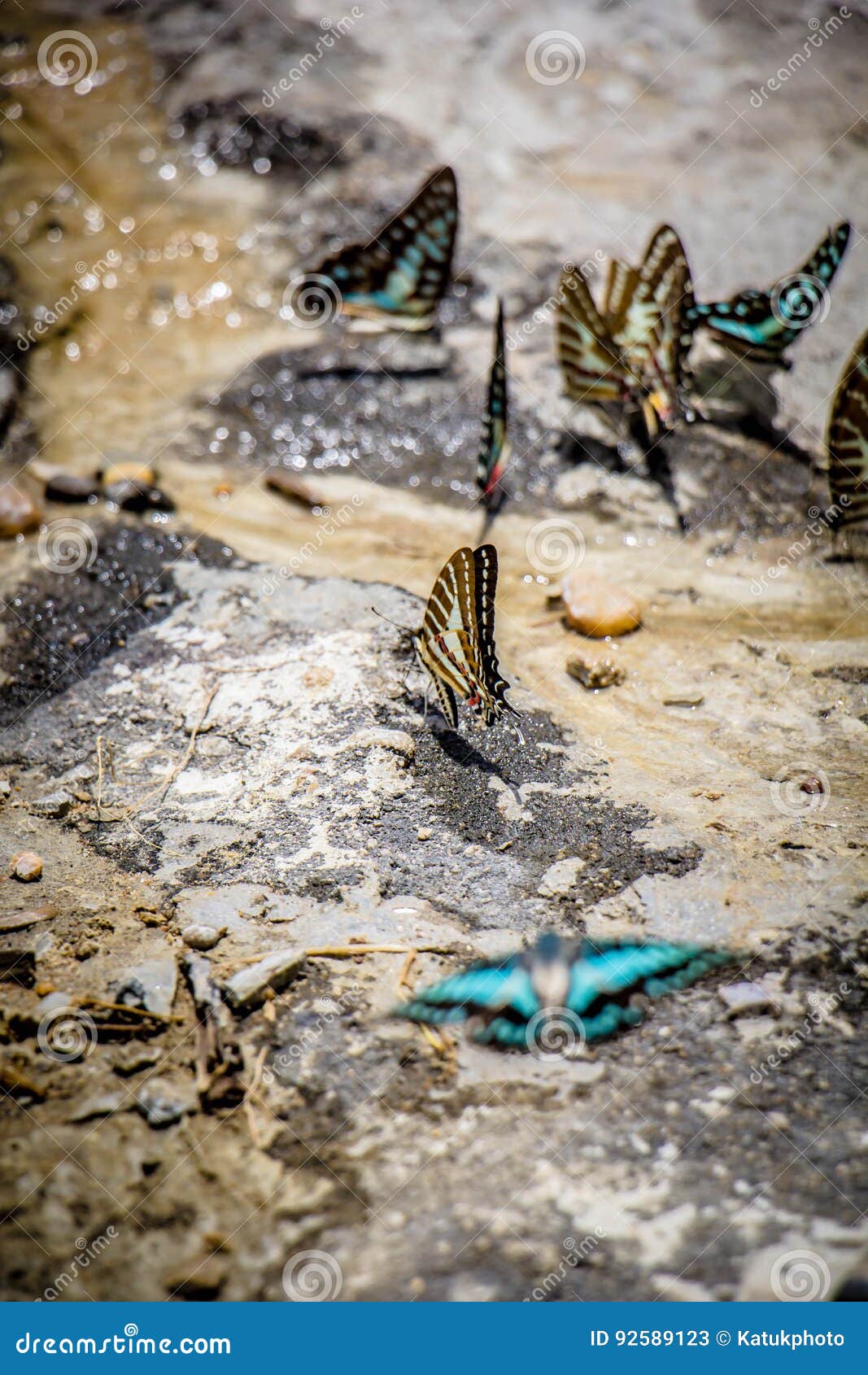 Butterflies Swarm Eats the Minerals in the Soil Stock Image - Image of ...