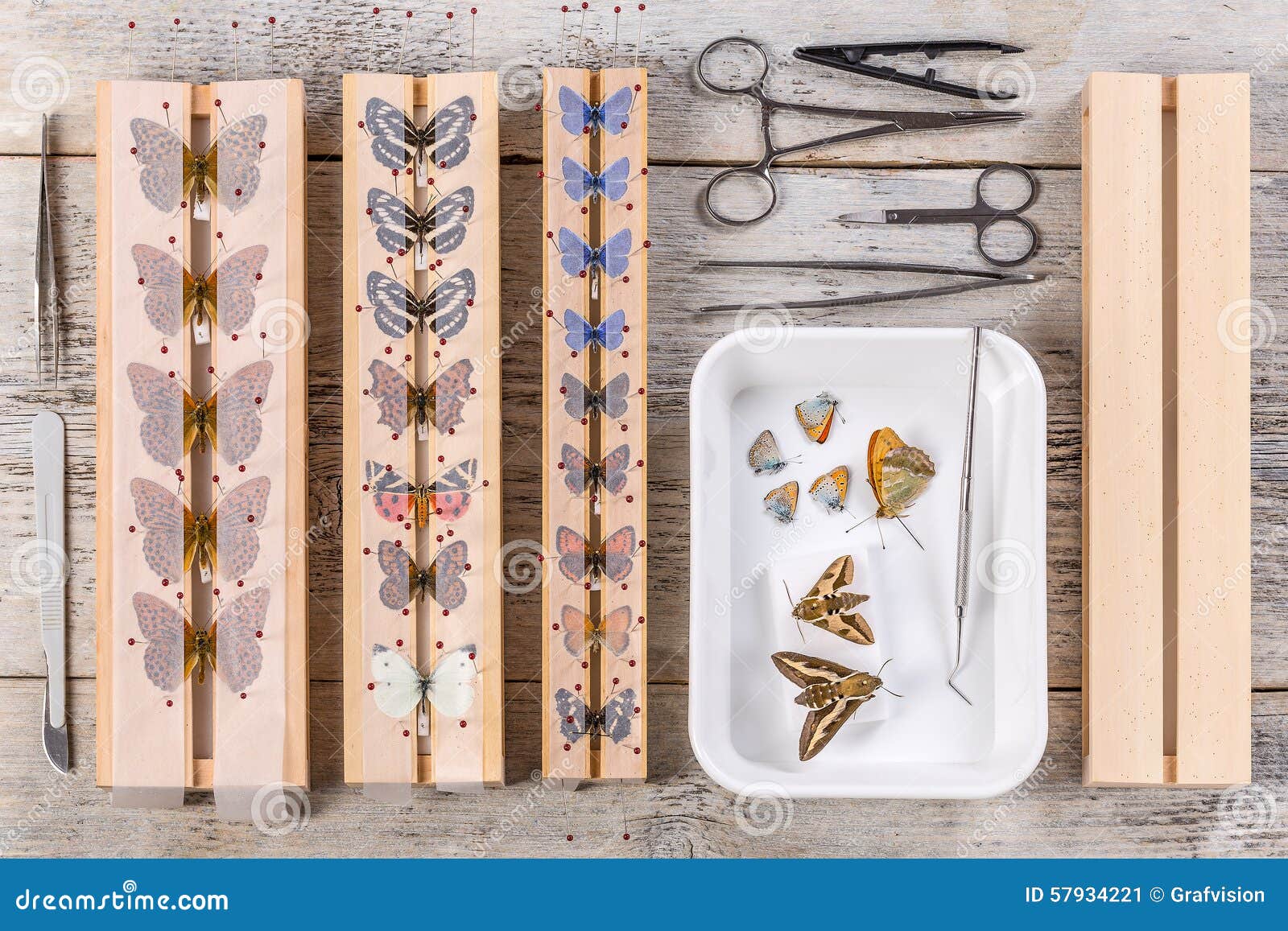 Butterflies and tools stock image. Image of colorful - 57934221